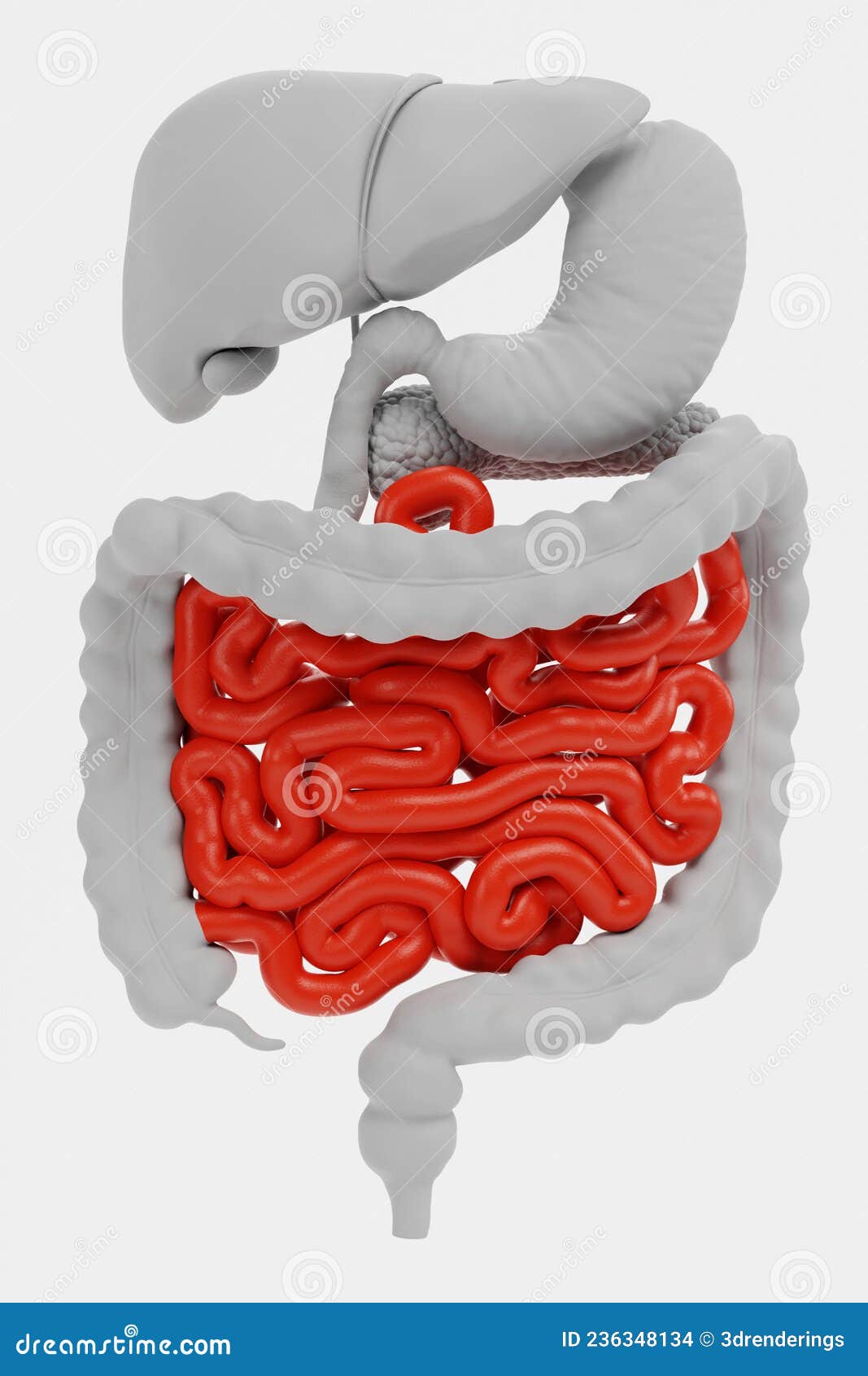 3D Render of Human Digestive System Stock Illustration - Illustration ...