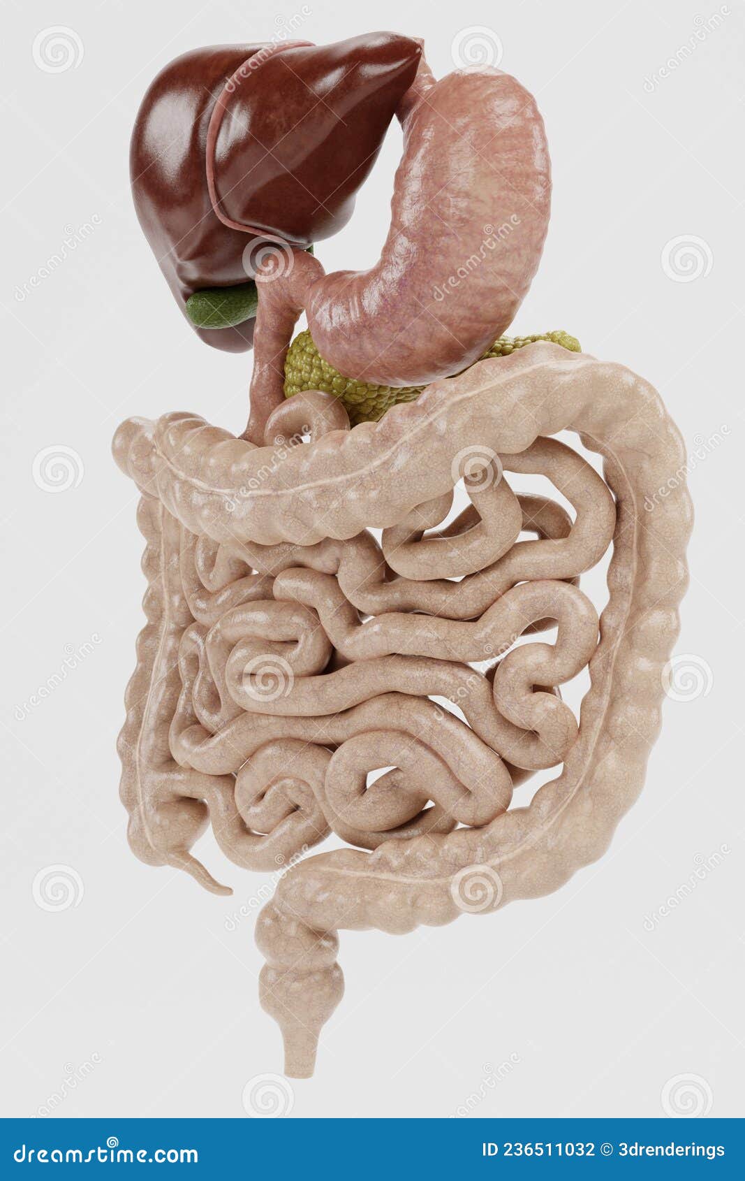 3D Render of Human Digestive System Stock Illustration - Illustration ...