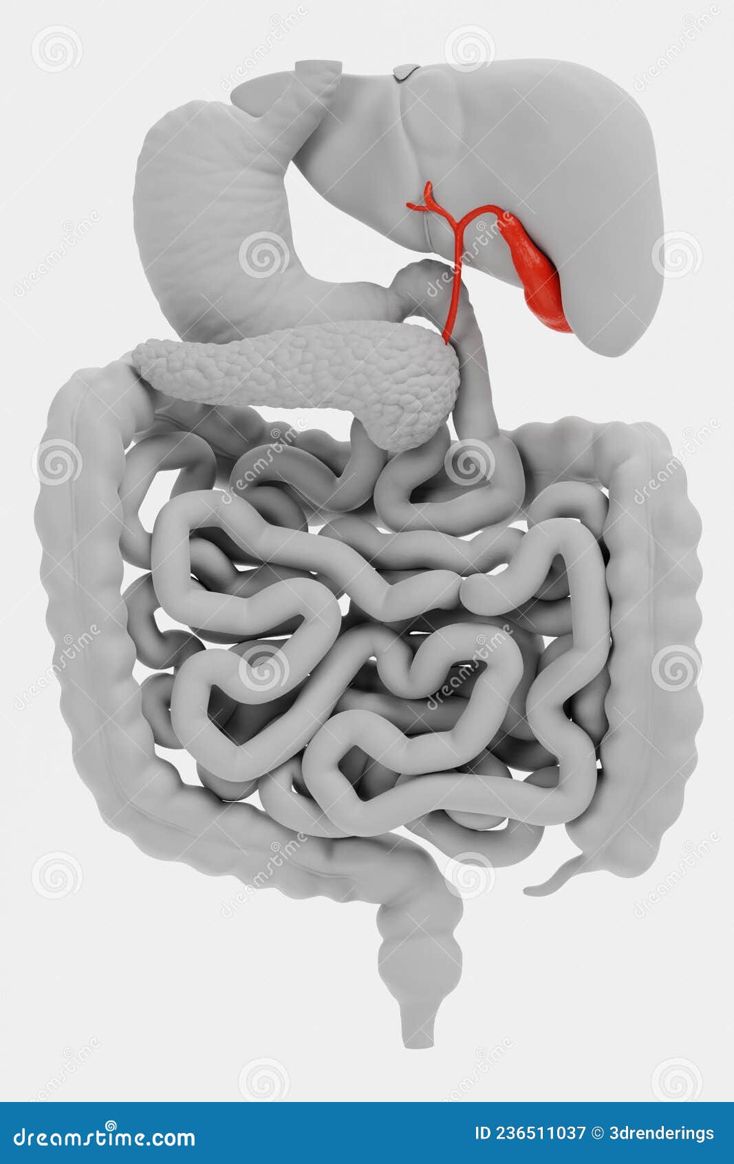 3D Render of Human Digestive System Stock Illustration - Illustration ...