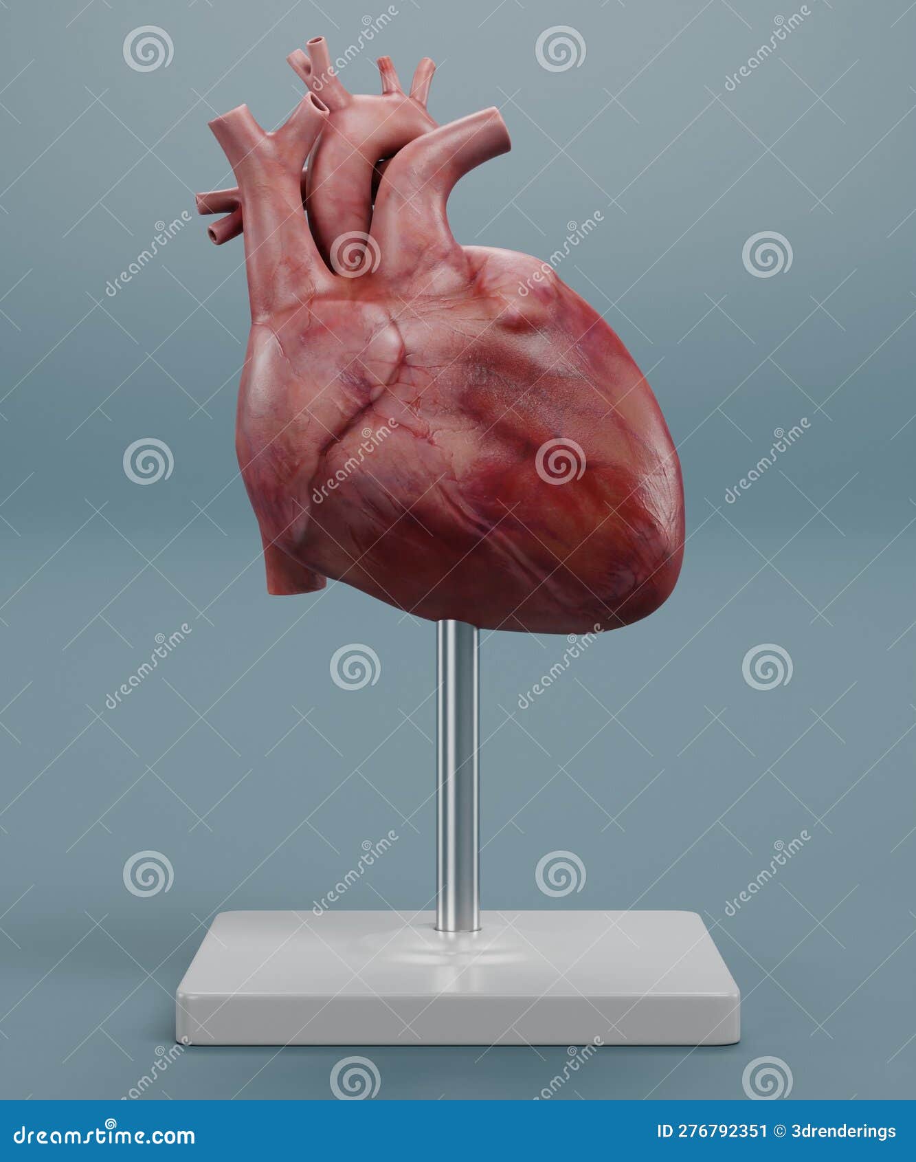 3D Render of Human Heart Model Stock Illustration - Illustration of ...