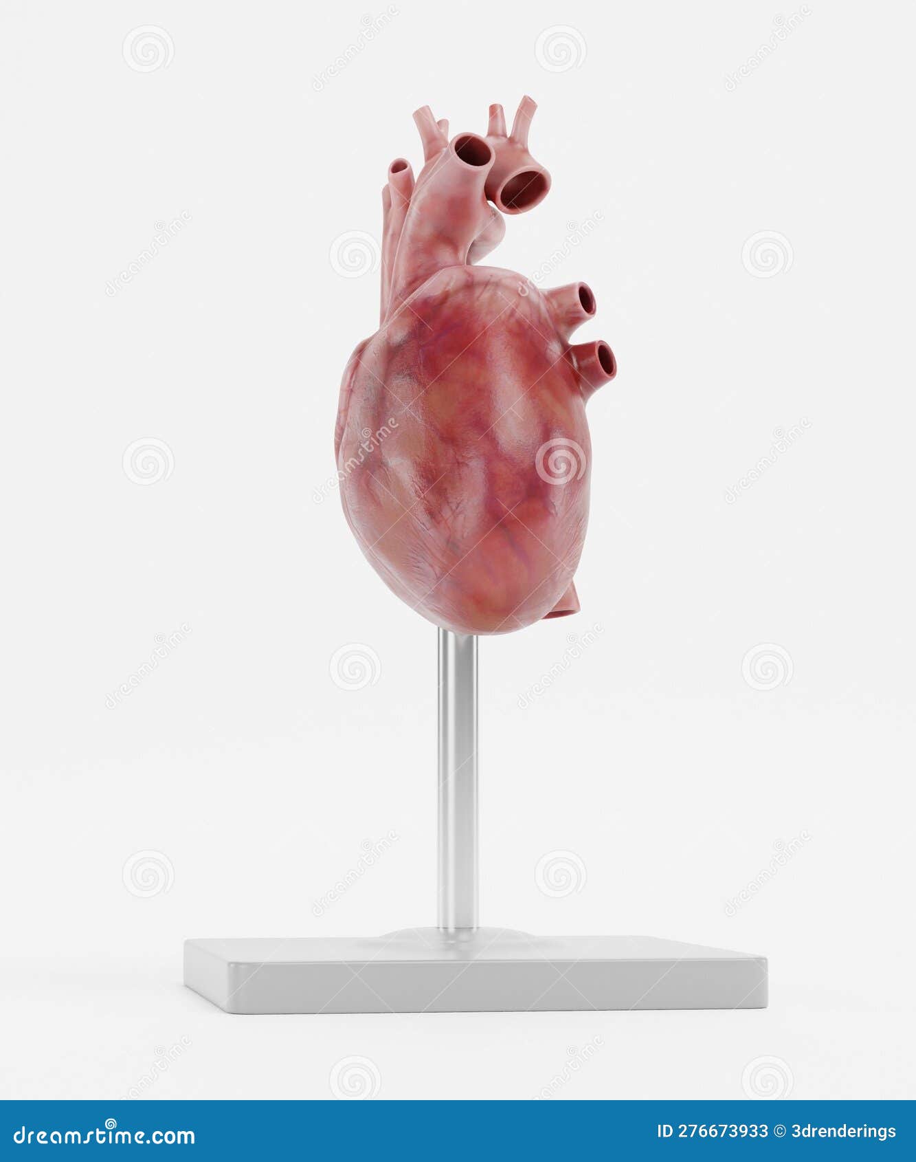 3D Render of Human Heart Model Stock Illustration - Illustration of ...