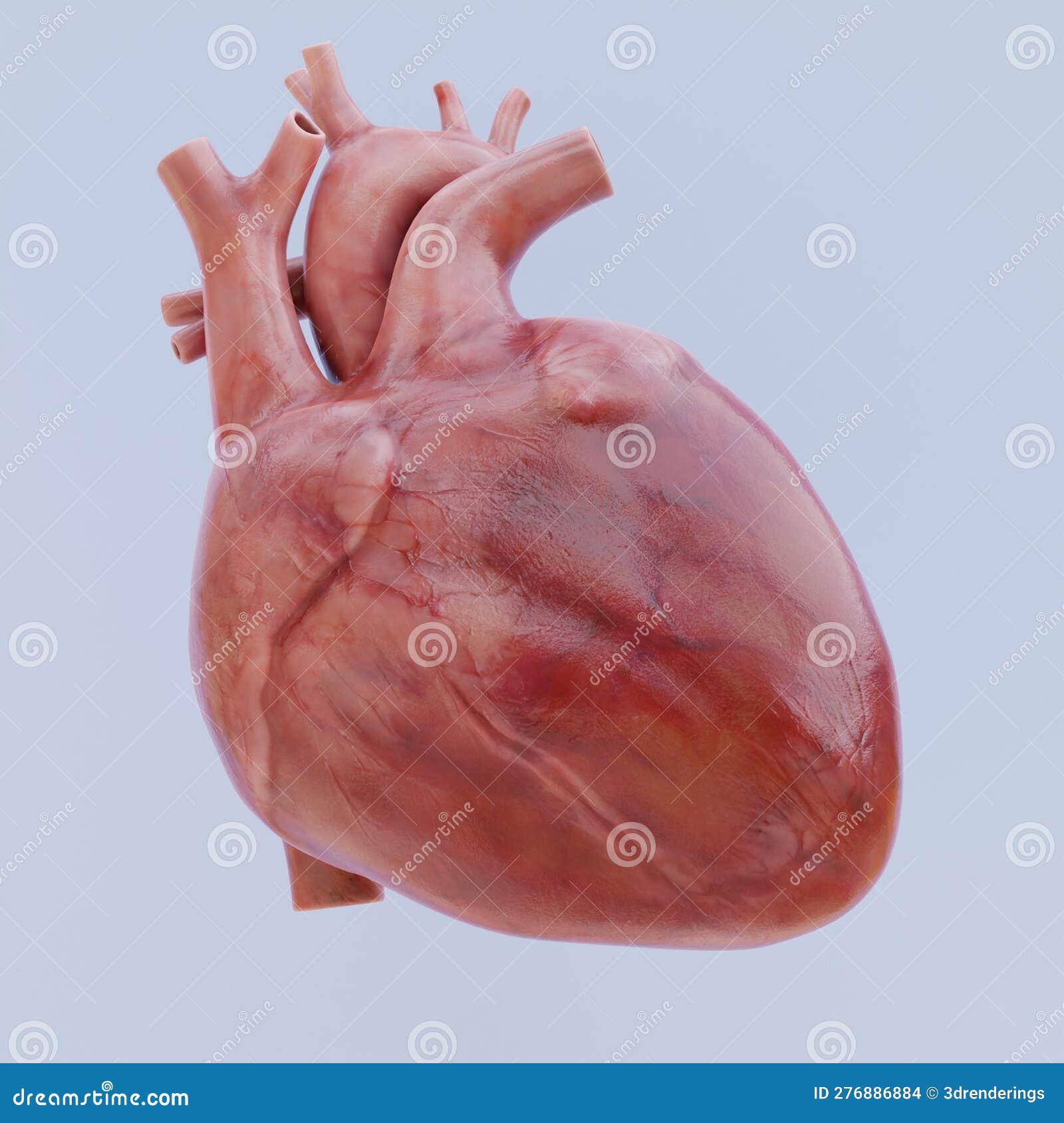3D Render of Human Heart stock illustration. Illustration of myocard ...