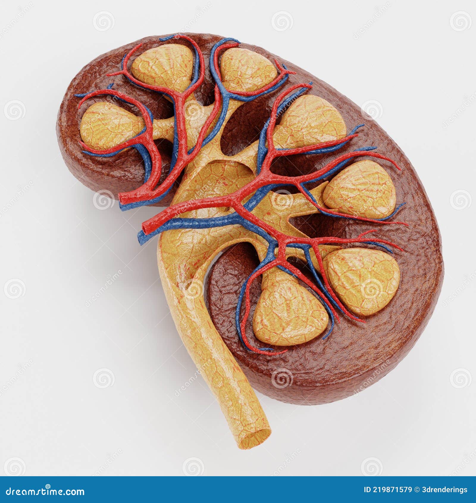 3D Render of Human Kidney stock illustration. Illustration of urethra ...