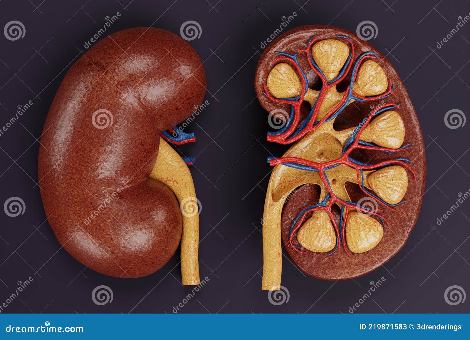 3D Render of Human Kidney stock illustration. Illustration of urethra ...