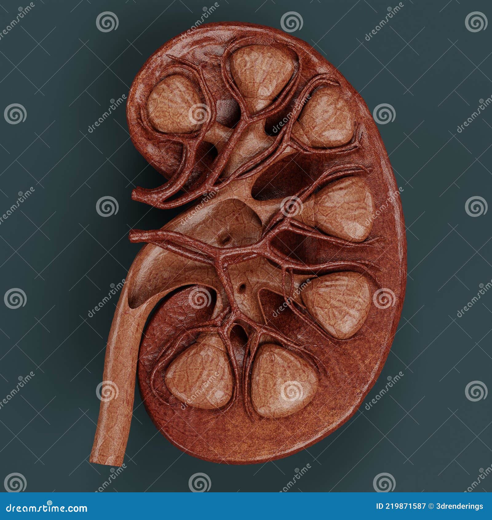 3D Render of Human Kidney stock illustration. Illustration of anatomy ...