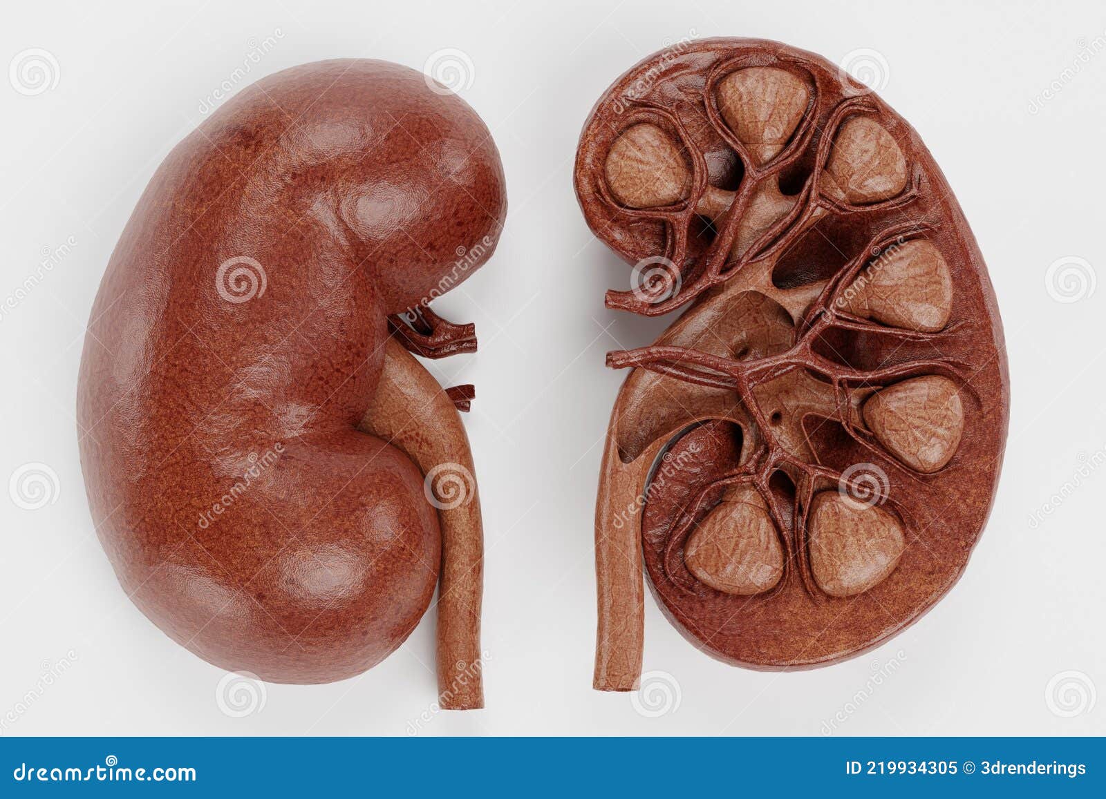 3D Render of Human Kidney stock illustration. Illustration of organ ...