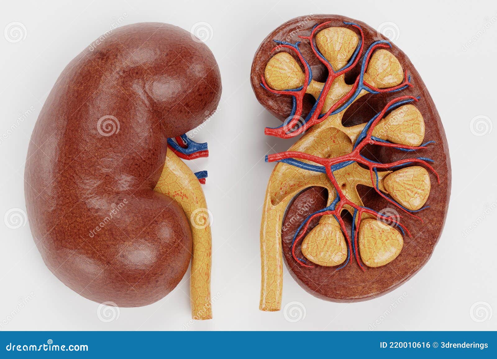 Nefron Cartoons, Illustrations & Vector Stock Images - 57 Pictures to ...