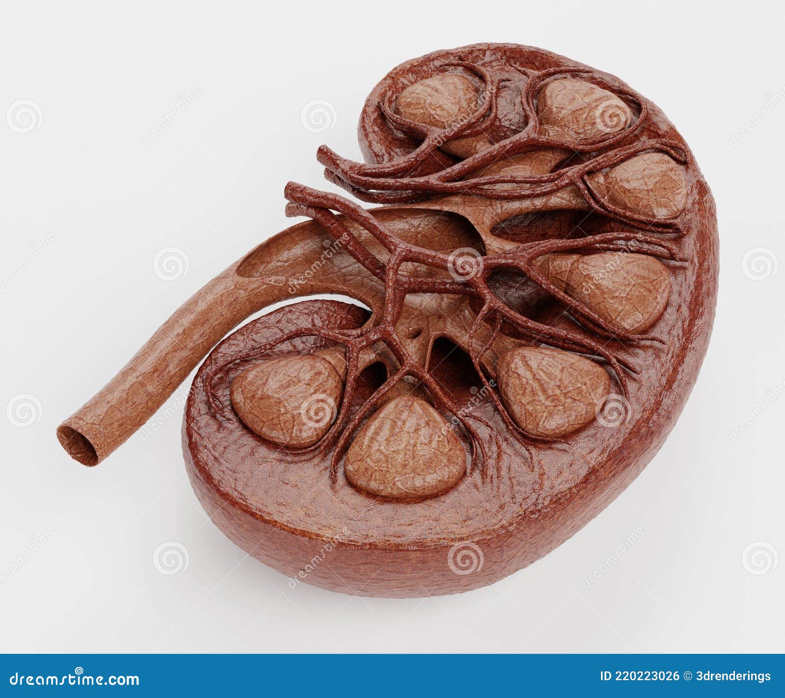 3D Render of Human Kidney stock illustration. Illustration of realistic ...