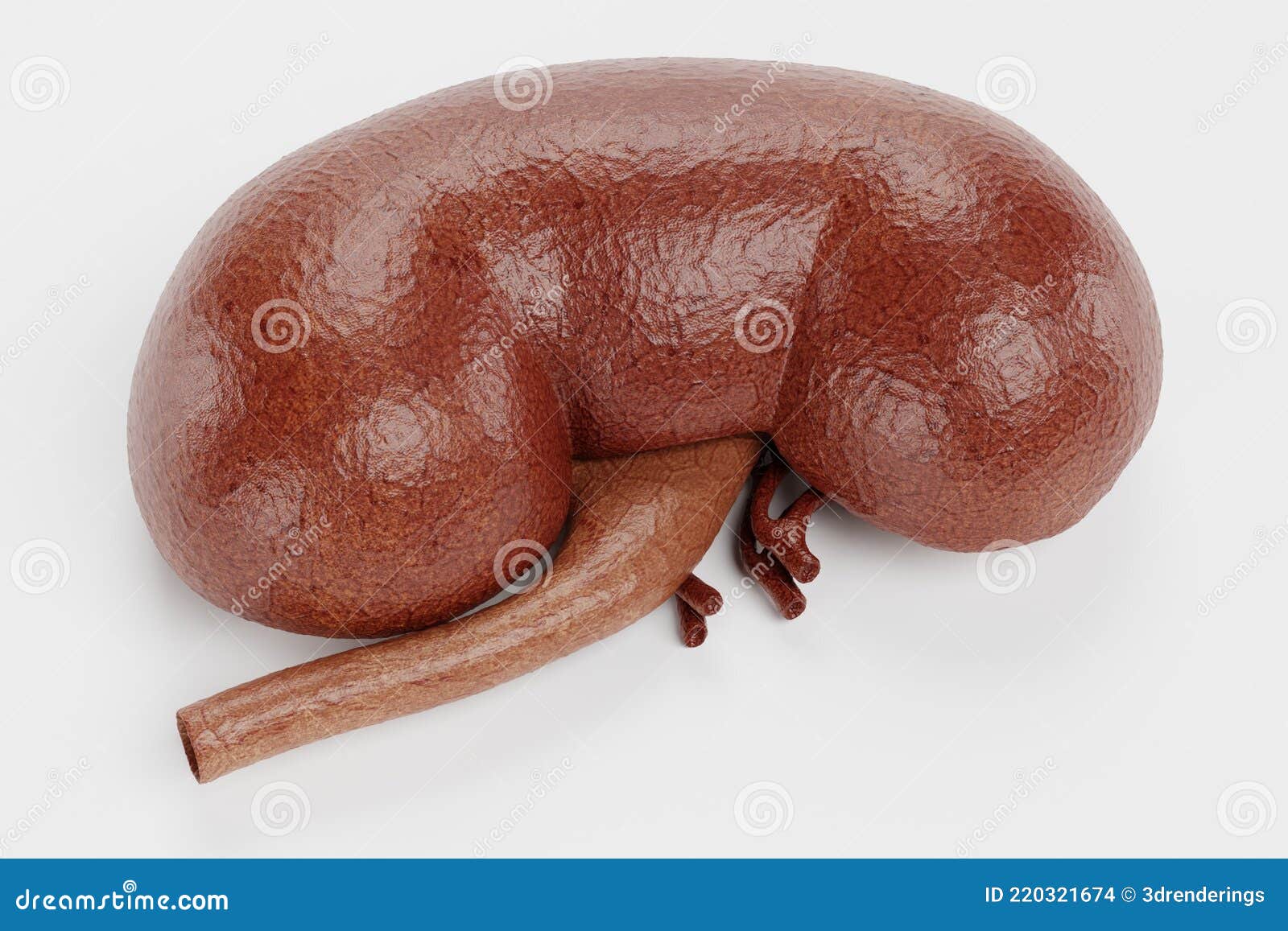 Actual Human Kidney
