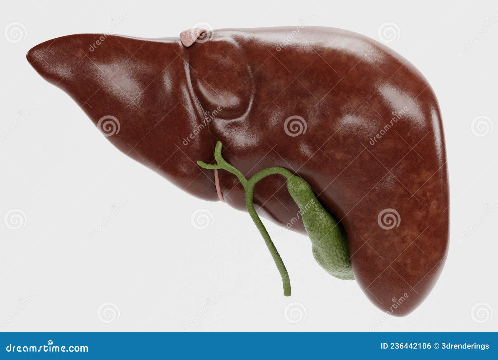3D Render of Human Liver stock illustration. Illustration of stomach ...