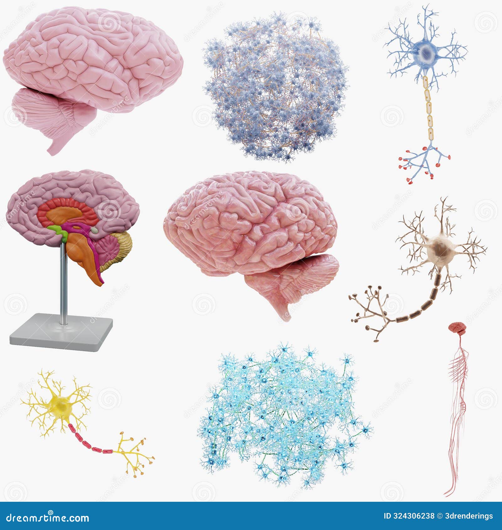 3D Render of Human Nervous System Stock Illustration - Illustration of ...