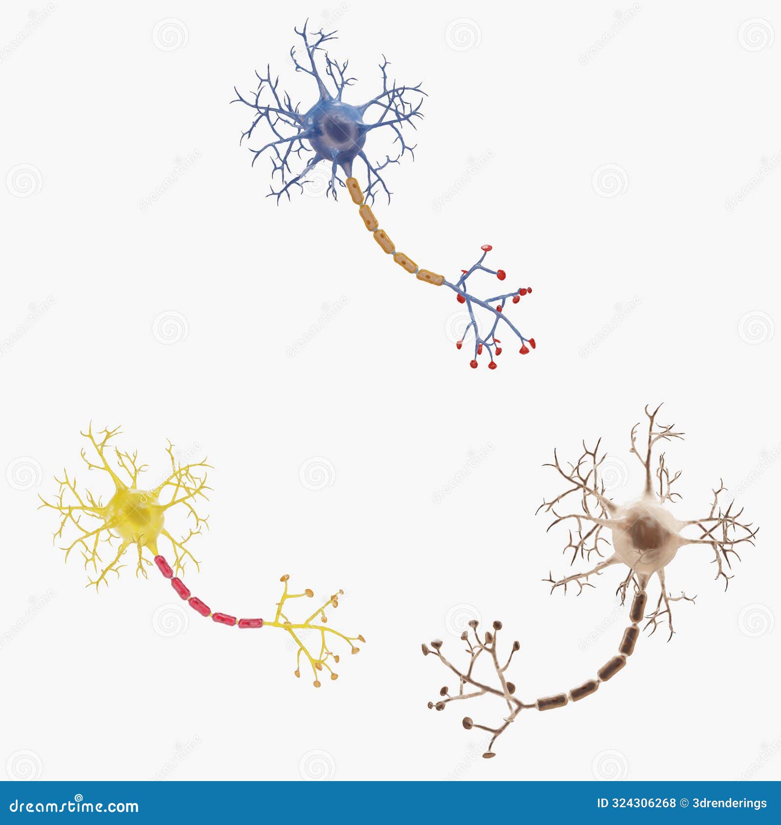 3D Render of Human Nervous System Stock Illustration - Illustration of ...