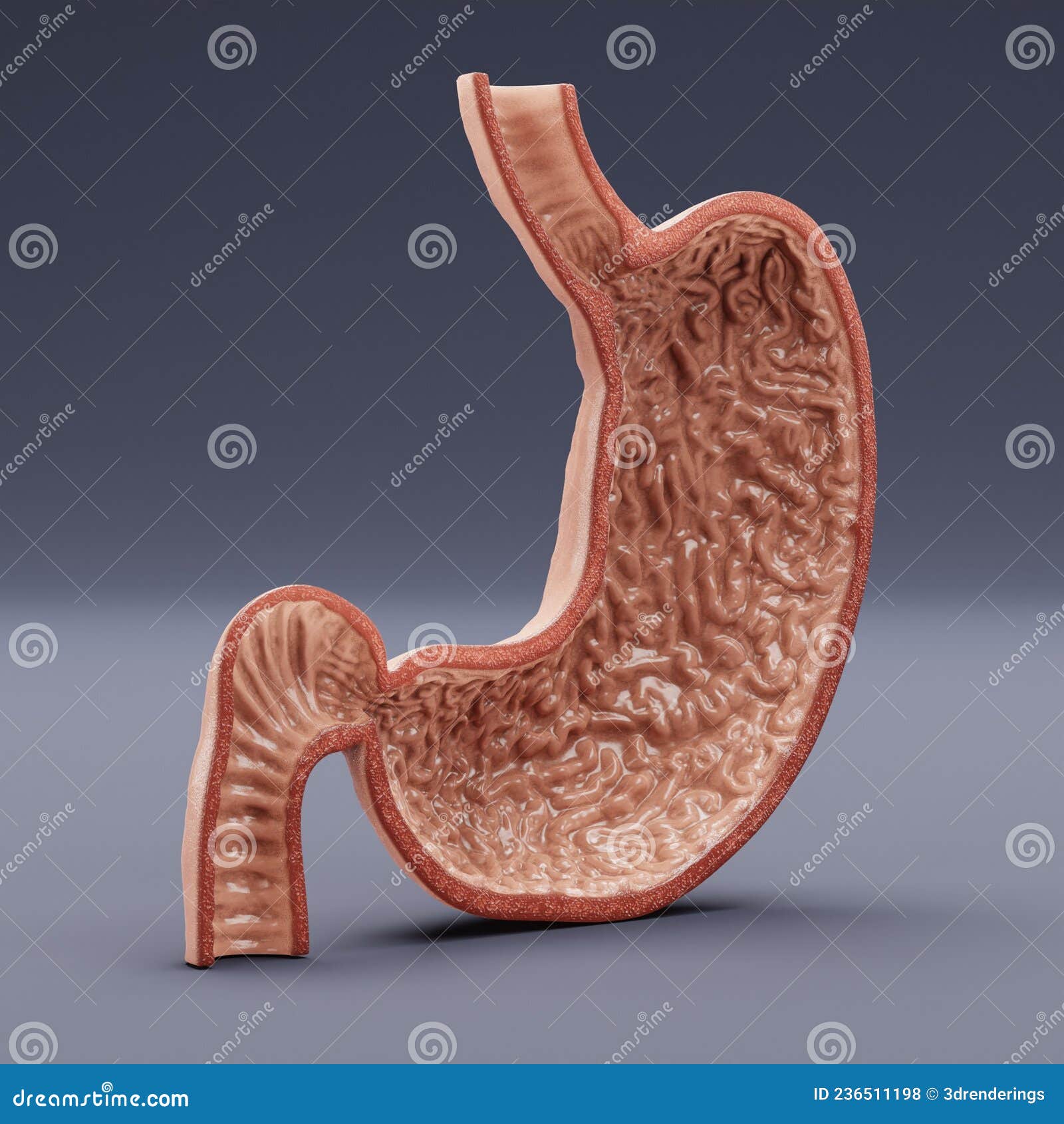 3D Render of Human Stomach stock illustration. Illustration of cross ...