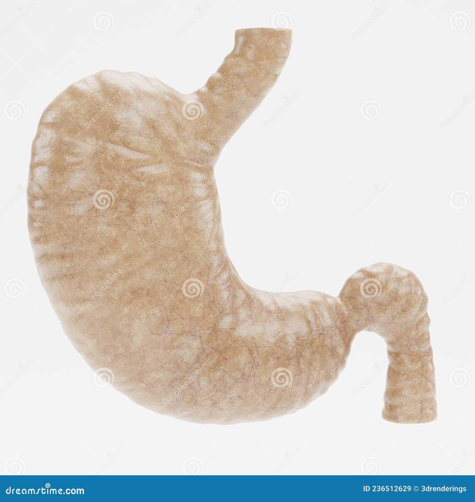 3D Render of Human Stomach stock illustration. Illustration of stomach ...