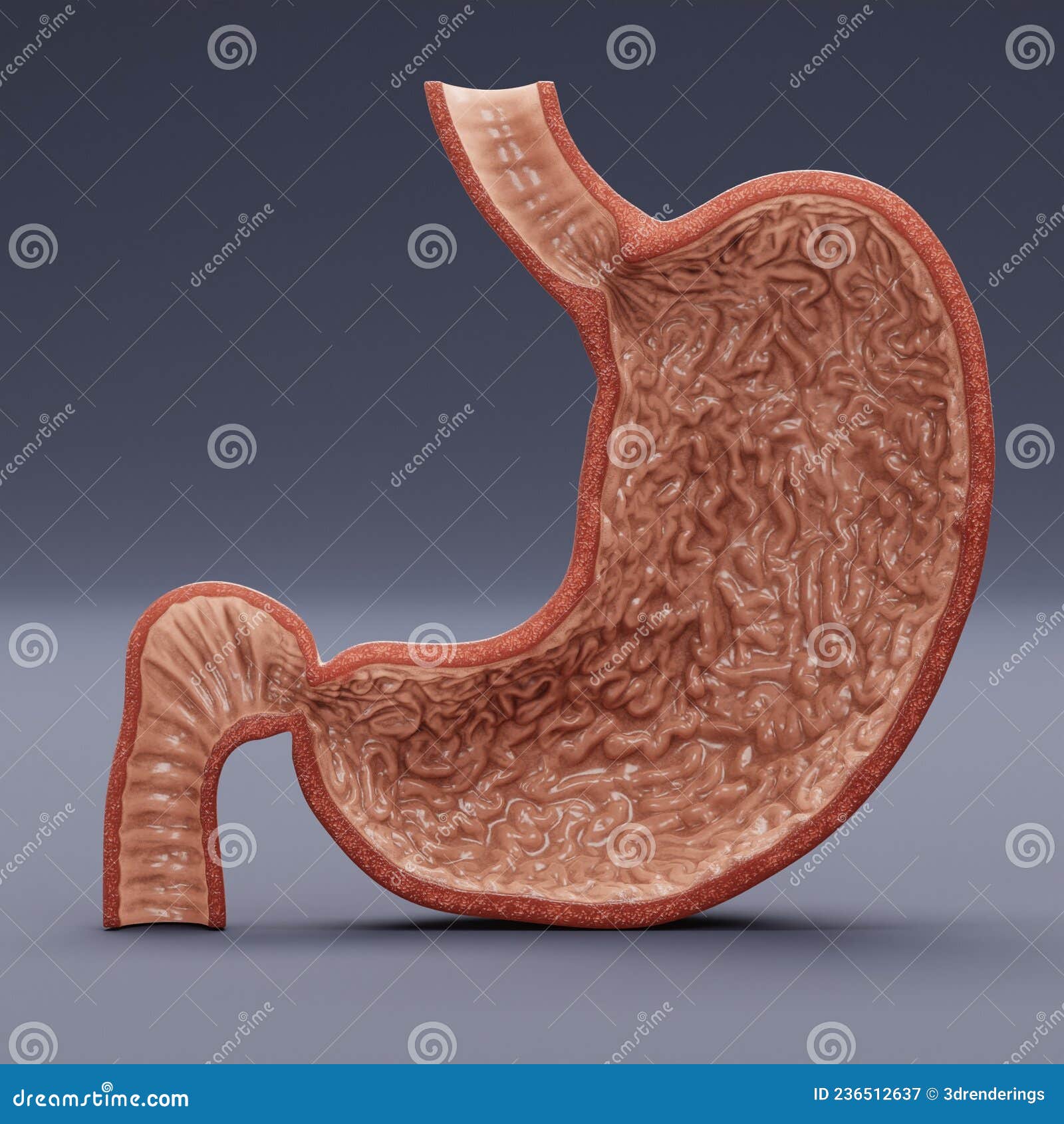 3D Render of Human Stomach stock illustration. Illustration of stomach ...