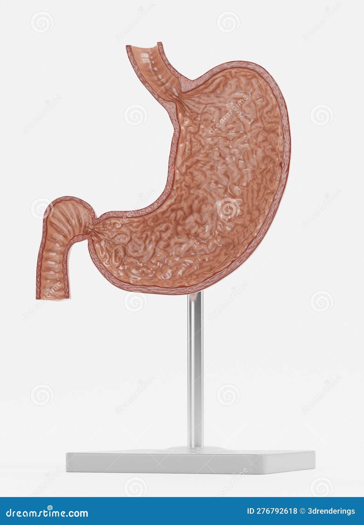 3D Render of Human Stomach Model Stock Illustration - Illustration of ...