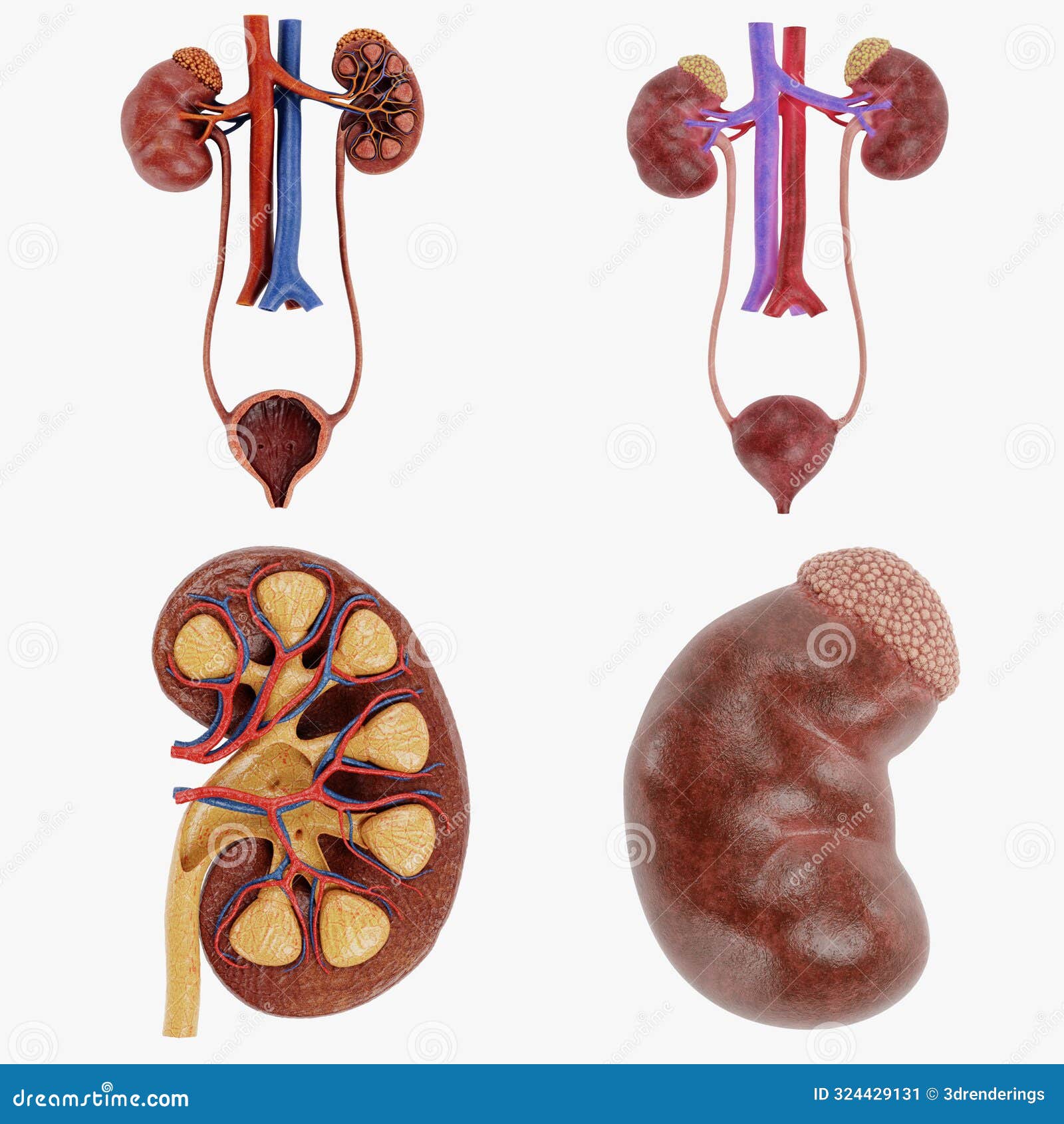 3D Render of Human Urinary System Stock Illustration - Illustration of ...