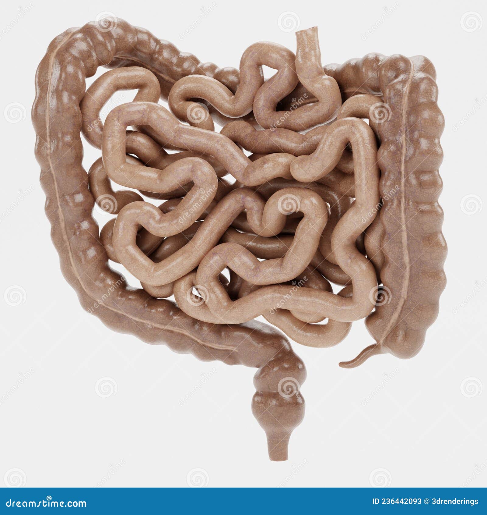 Intestines. Realistic Flat Illustration Of Small And Large Intestine ...