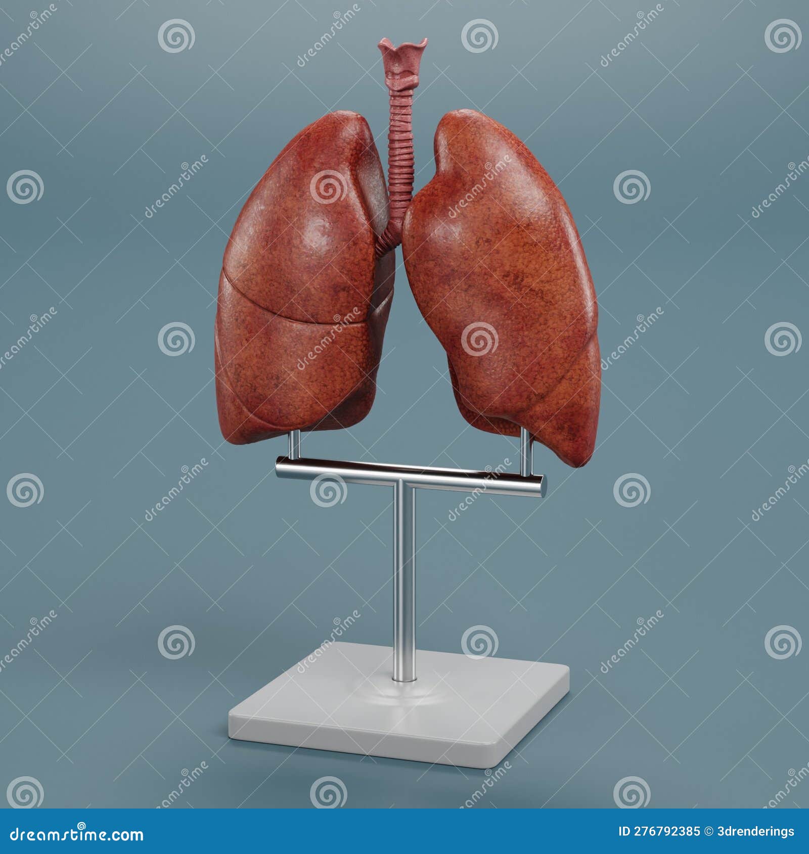 3D Render of Lungs Model stock illustration. Illustration of lobe ...