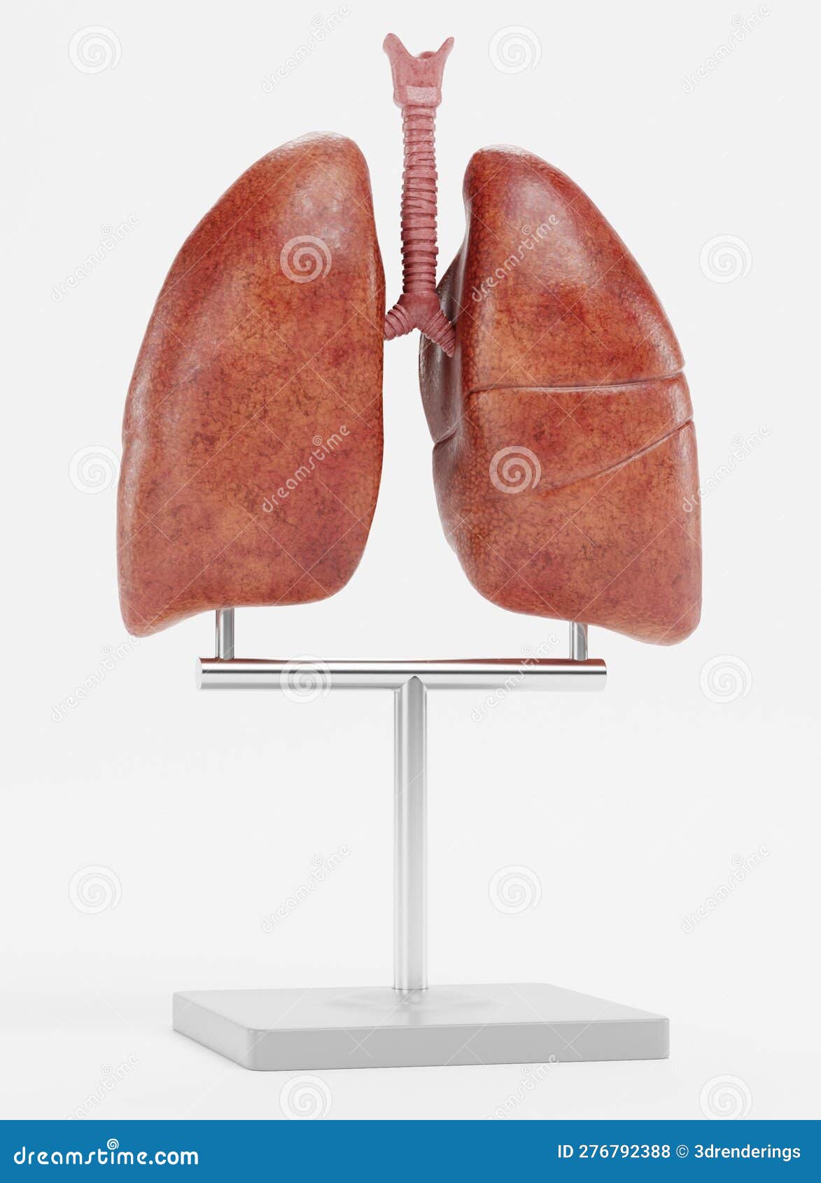 3D Render of Lungs Model stock illustration. Illustration of covid ...