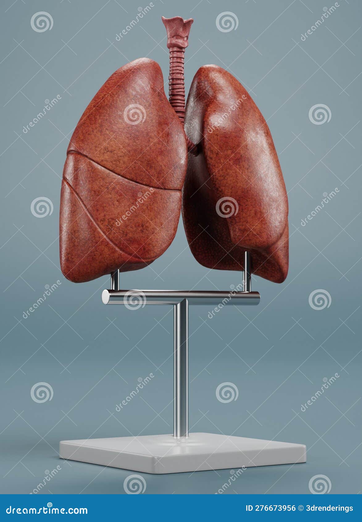 3D Render of Lungs Model stock illustration. Illustration of plastic ...