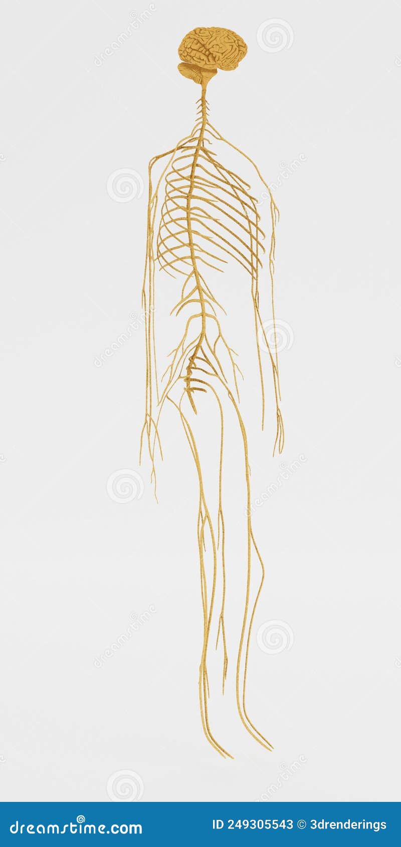 3D Render of Nervous System Stock Illustration - Illustration of cortex ...