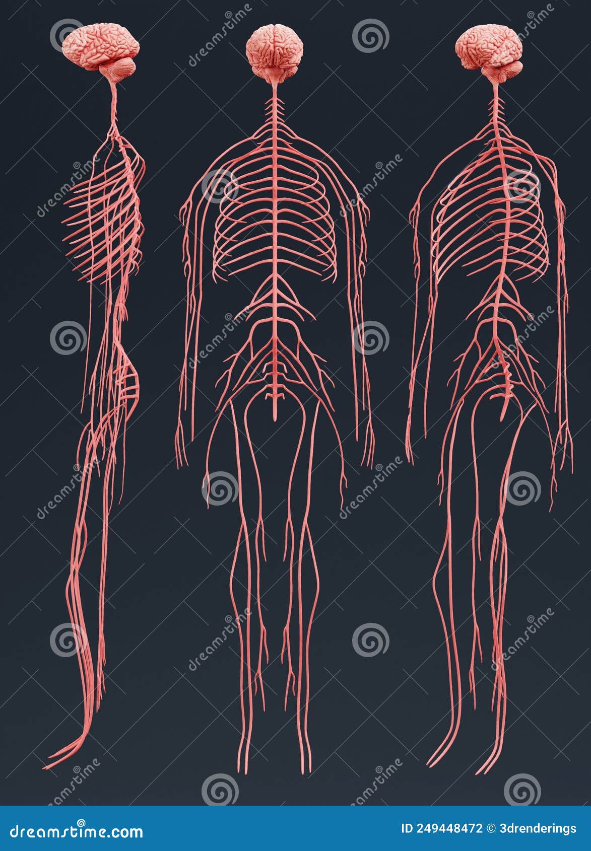 3D Render of Nervous System Stock Illustration - Illustration of human ...