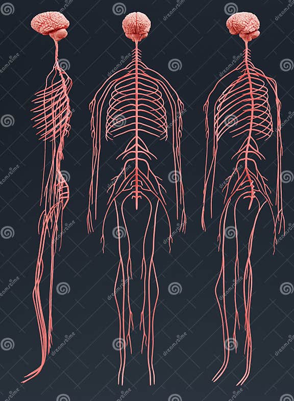 3D Render of Nervous System Stock Illustration - Illustration of human ...