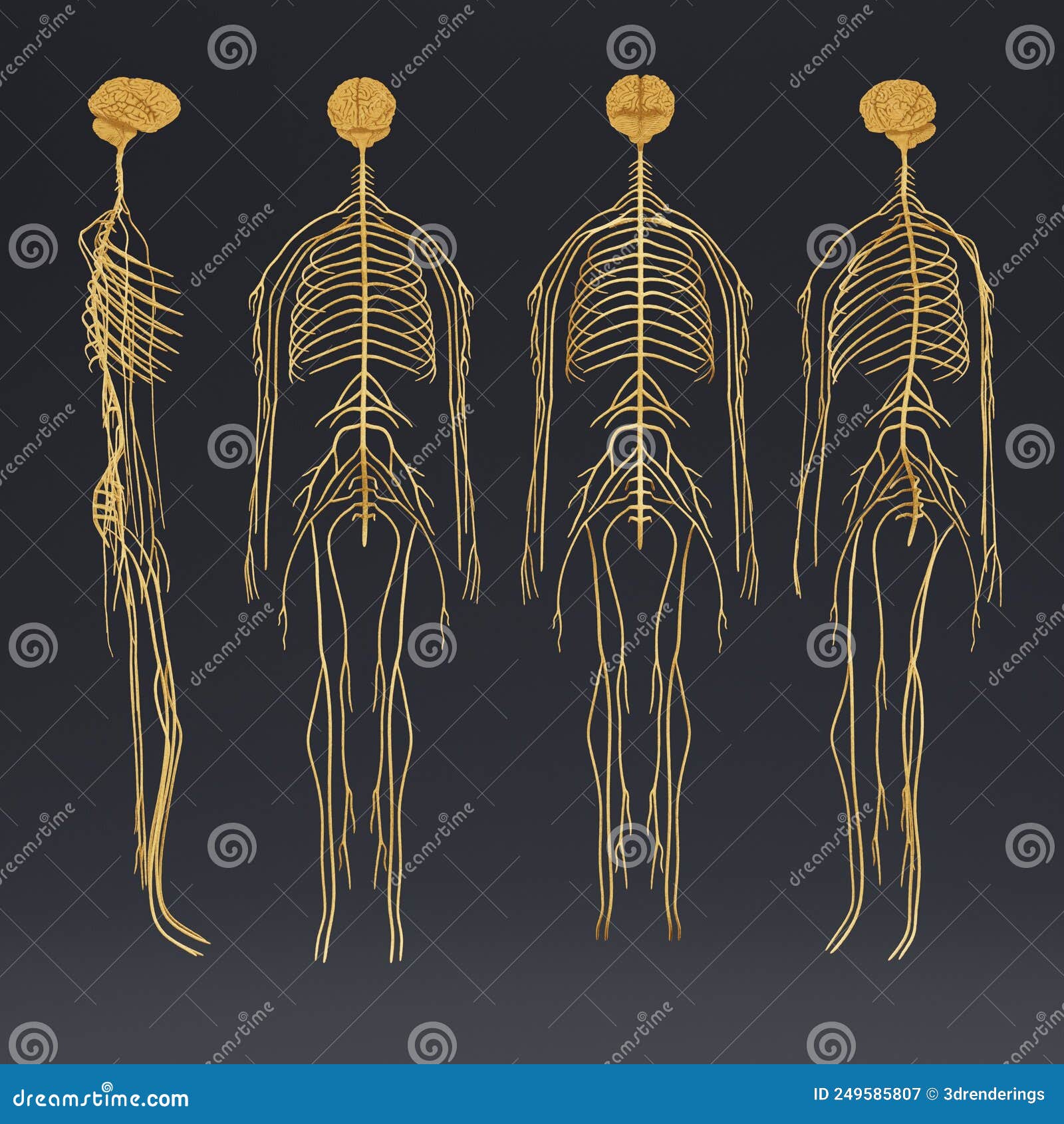 3D Render of Nervous System Stock Illustration - Illustration of render ...