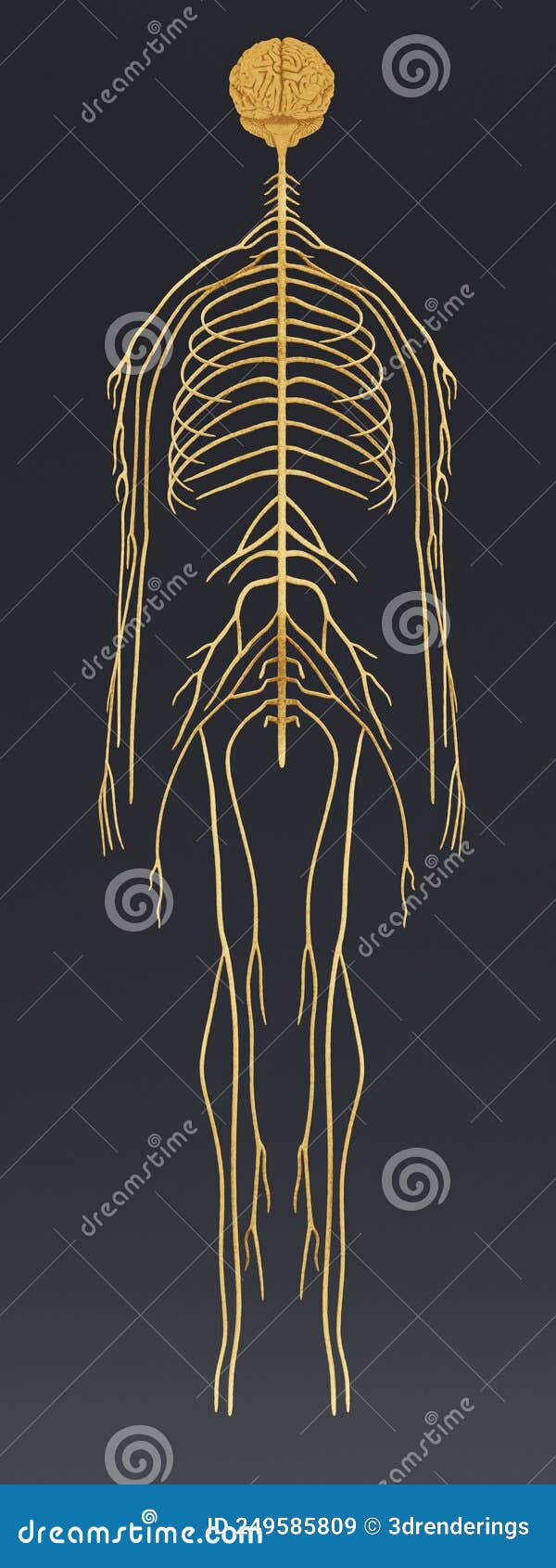 3D Render of Nervous System Stock Illustration - Illustration of organ ...