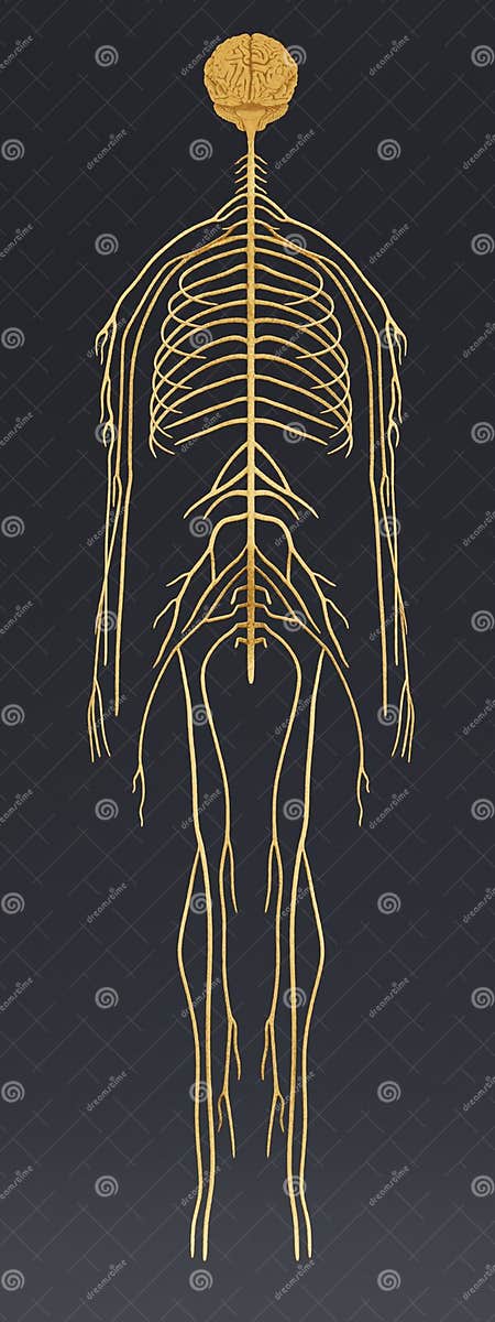 3D Render of Nervous System Stock Illustration - Illustration of organ ...