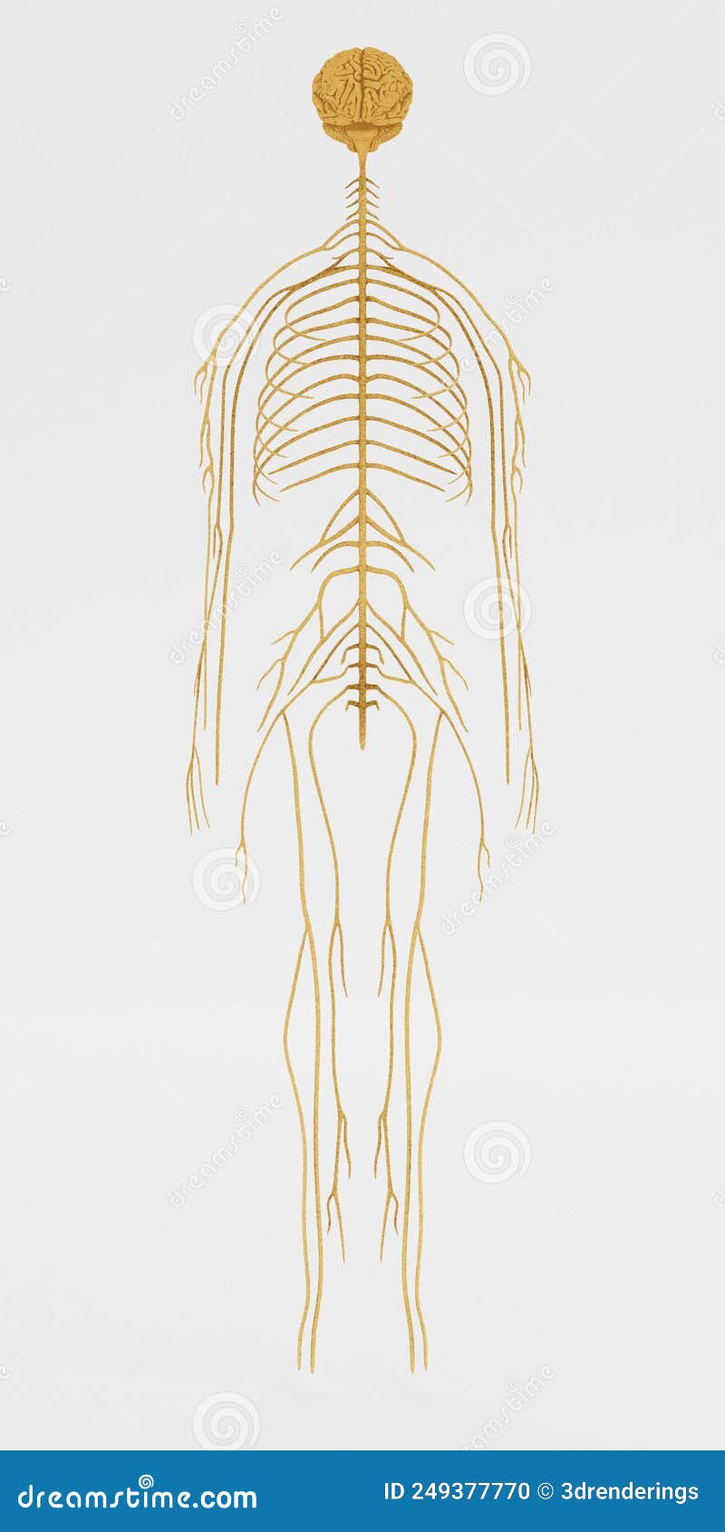 3D Render of Nervous System Stock Illustration - Illustration of ...