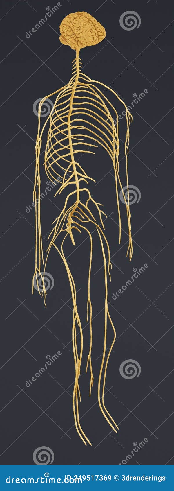 3D Render of Nervous System Stock Illustration - Illustration of organ ...