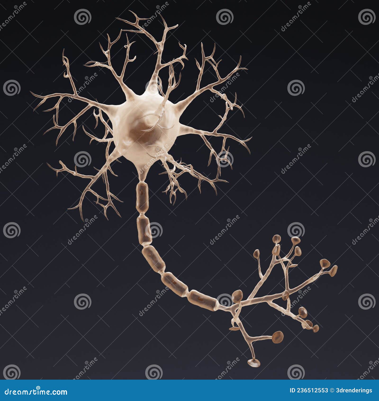3D Render of Neuron stock illustration. Illustration of neural - 236512553