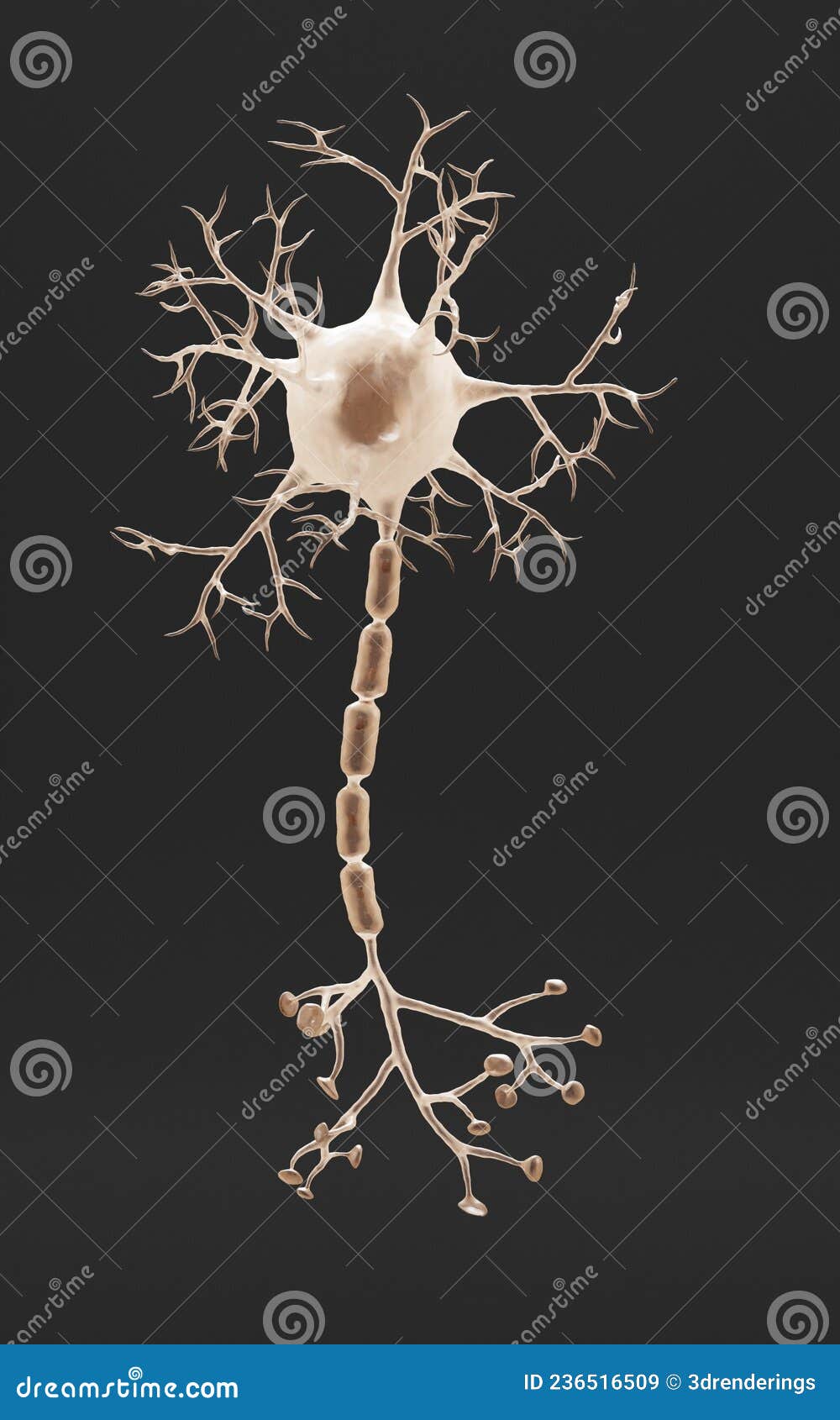 3D Render of Neuron stock illustration. Illustration of medical - 236516509