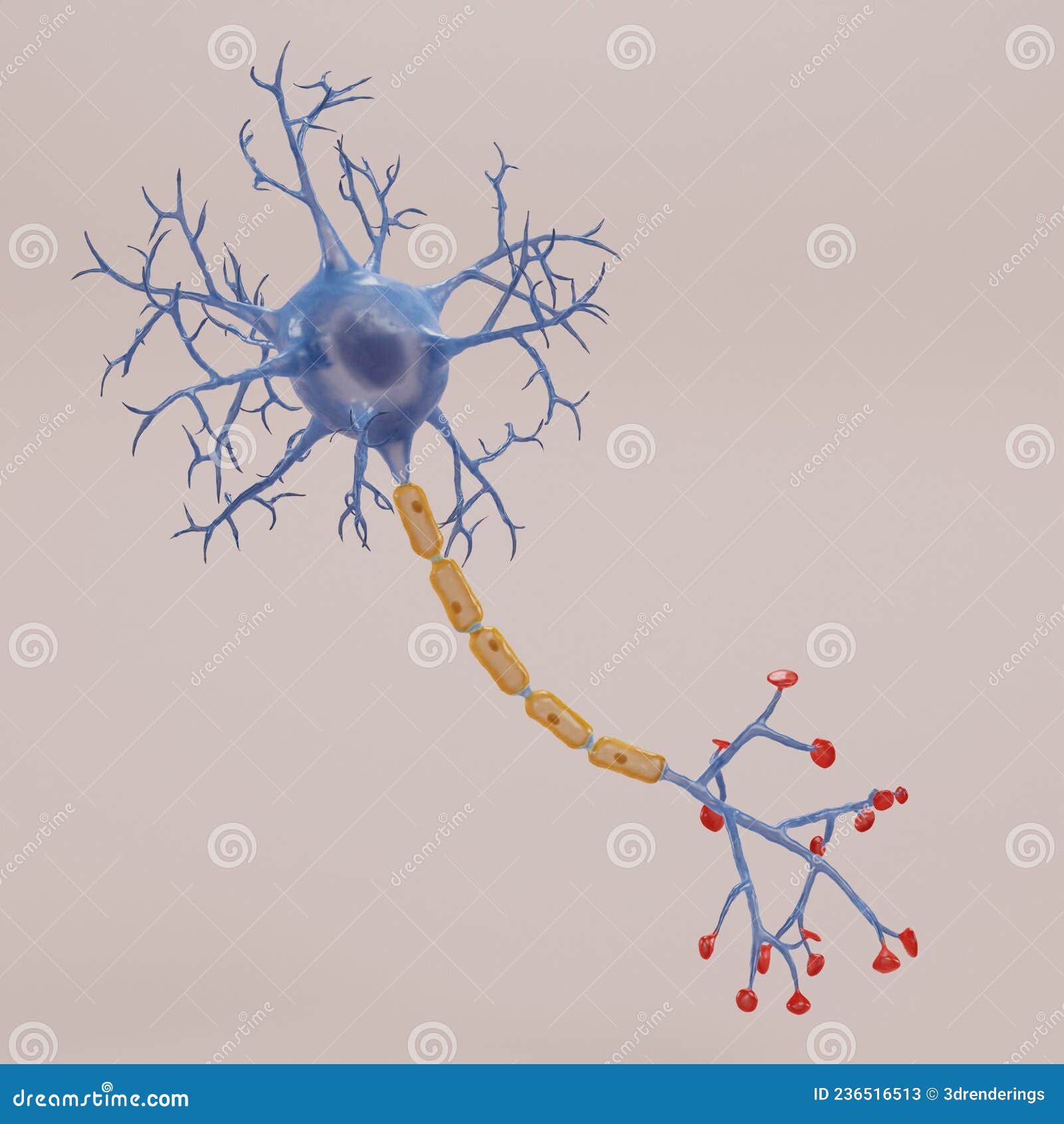 3D Render of Neuron stock illustration. Illustration of axon - 236516513
