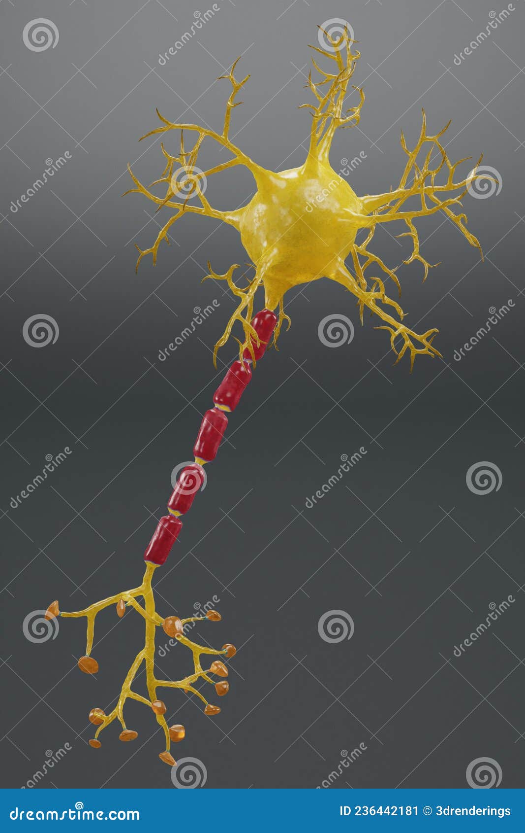 3D Render of Neuron stock illustration. Illustration of dendrit - 236442181