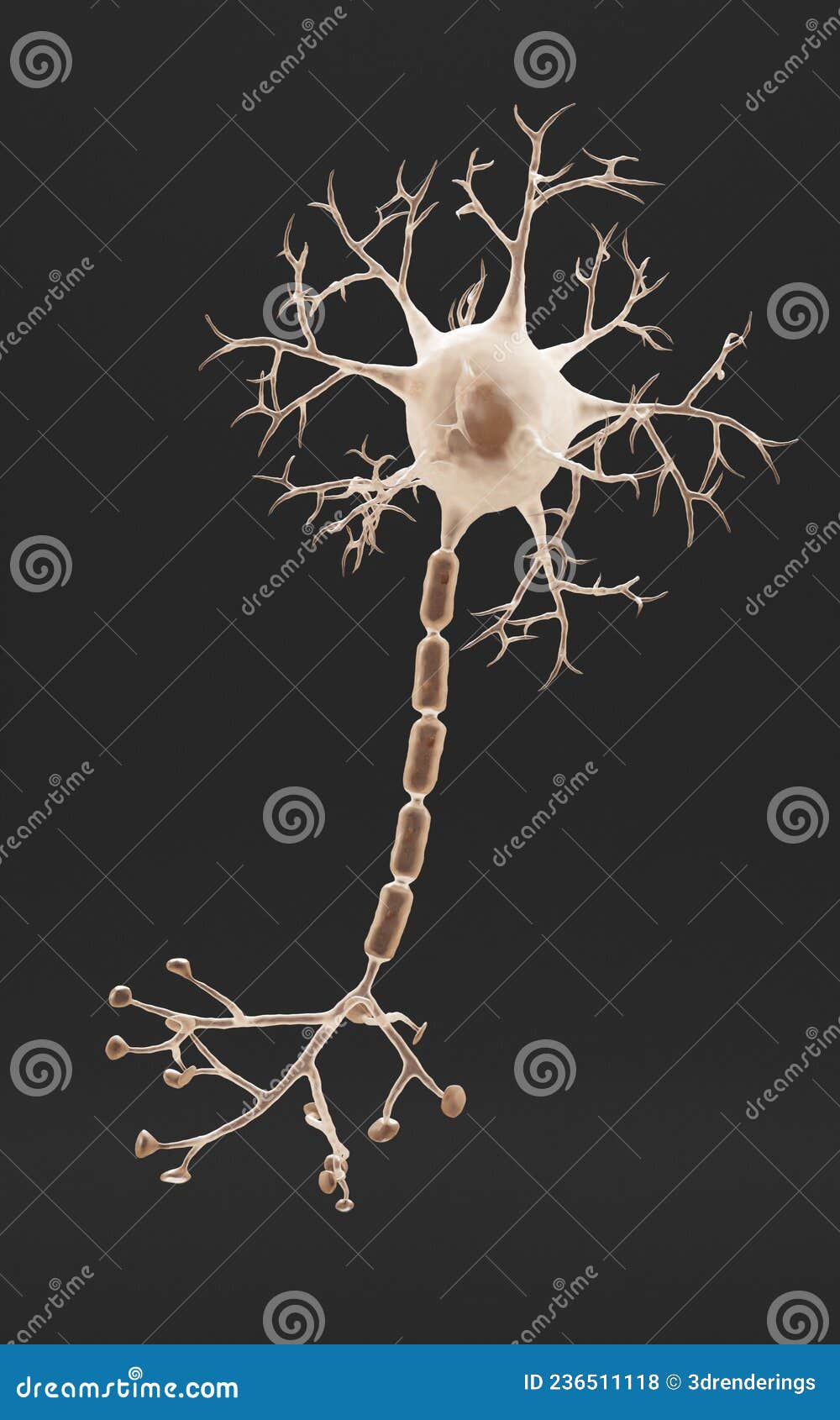 3D Render of Neuron stock illustration. Illustration of body - 236511118