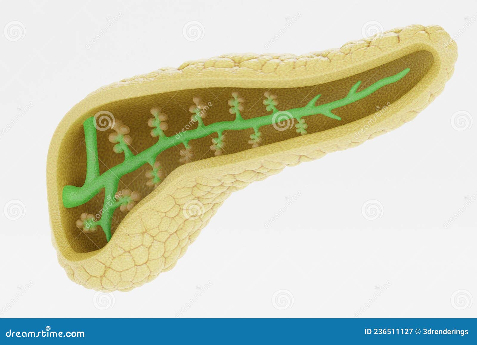 3D Render of Pancreas stock illustration. Illustration of bile - 236511127