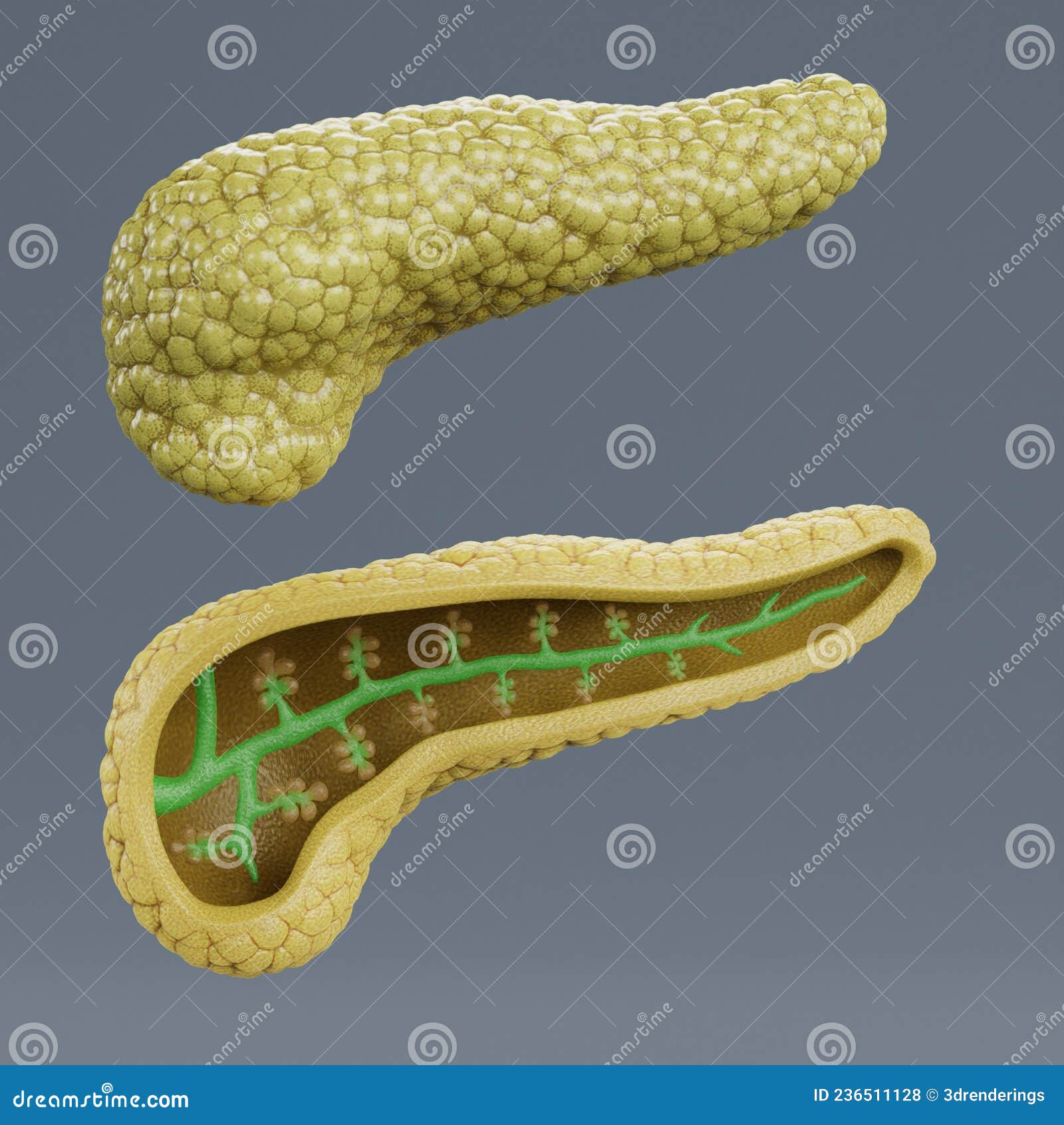 3D Render of Pancreas stock illustration. Illustration of operation ...
