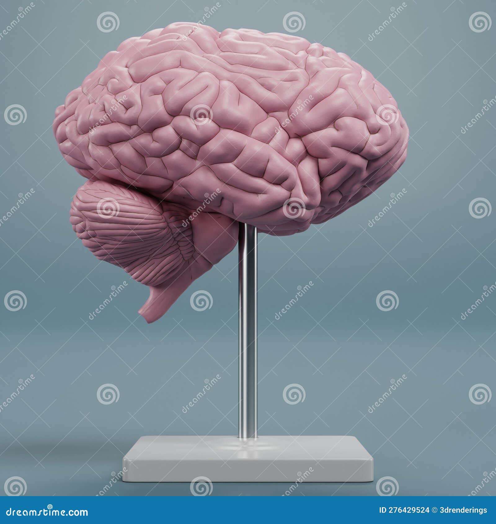 3D Render of Plastic Brain Model Stock Illustration - Illustration of ...