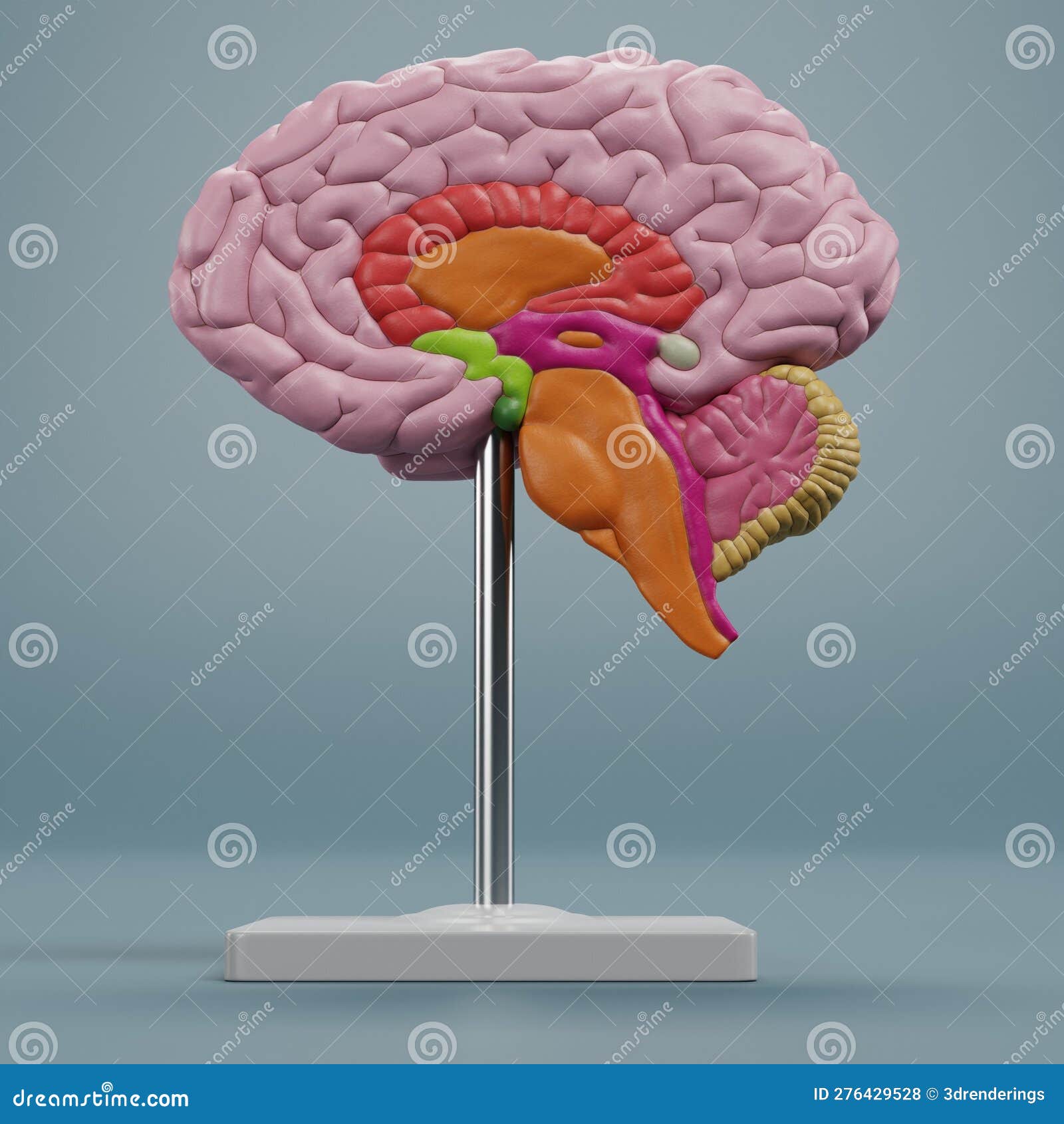 3D Render of Plastic Brain Model Stock Illustration - Illustration of ...