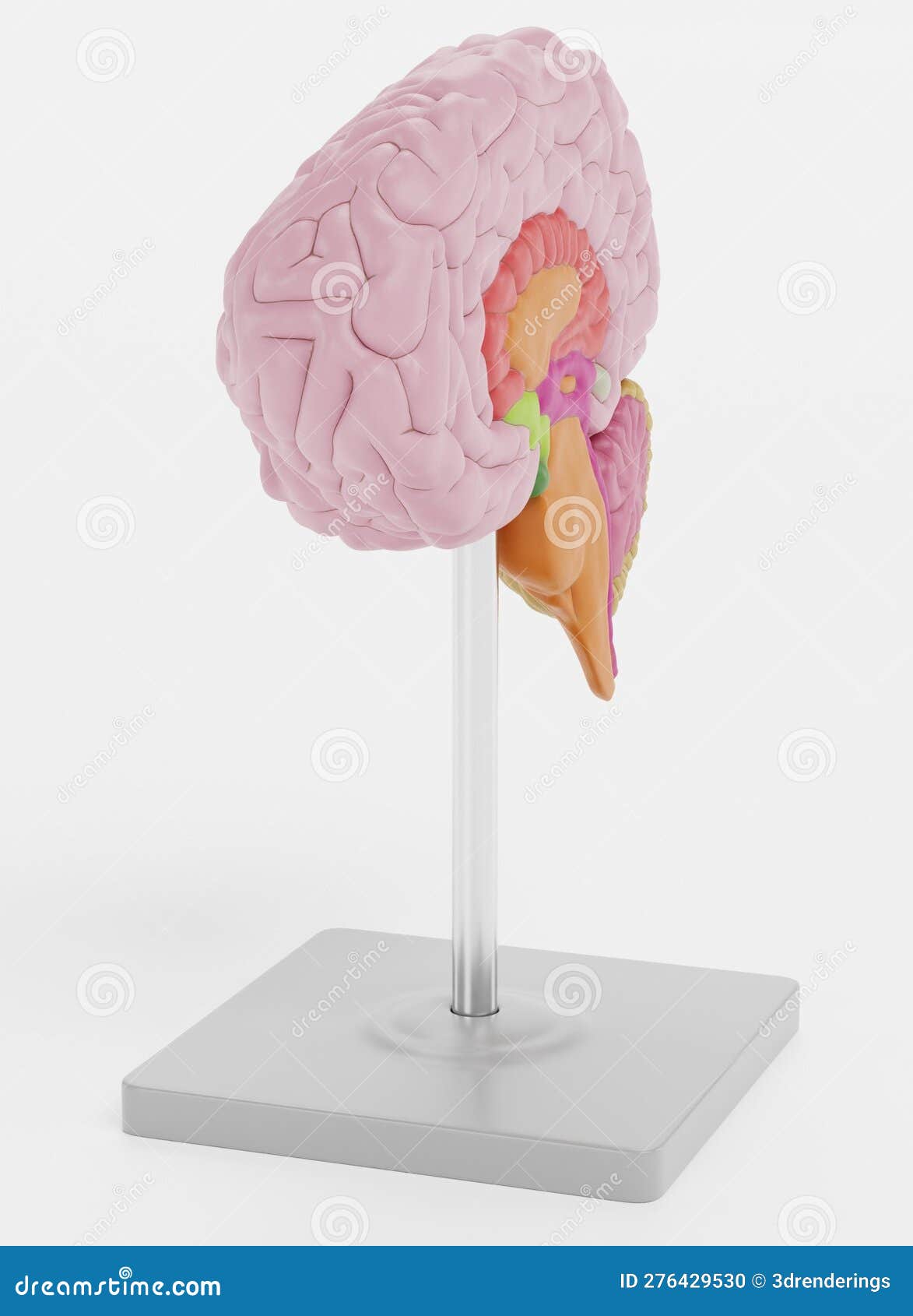 3D Render of Plastic Brain Model Stock Illustration - Illustration of ...