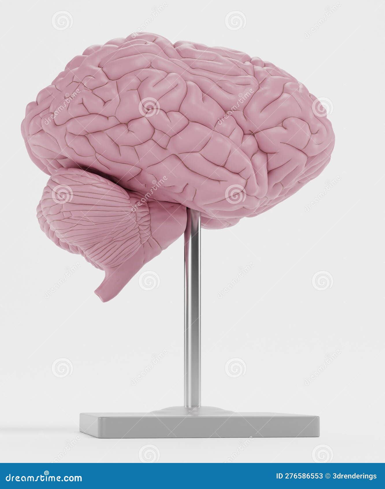3D Render of Plastic Brain Model Stock Illustration - Illustration of ...