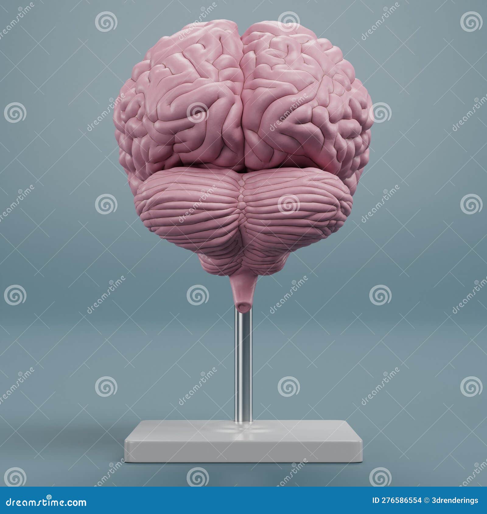 3D Render of Plastic Brain Model Stock Illustration - Illustration of ...
