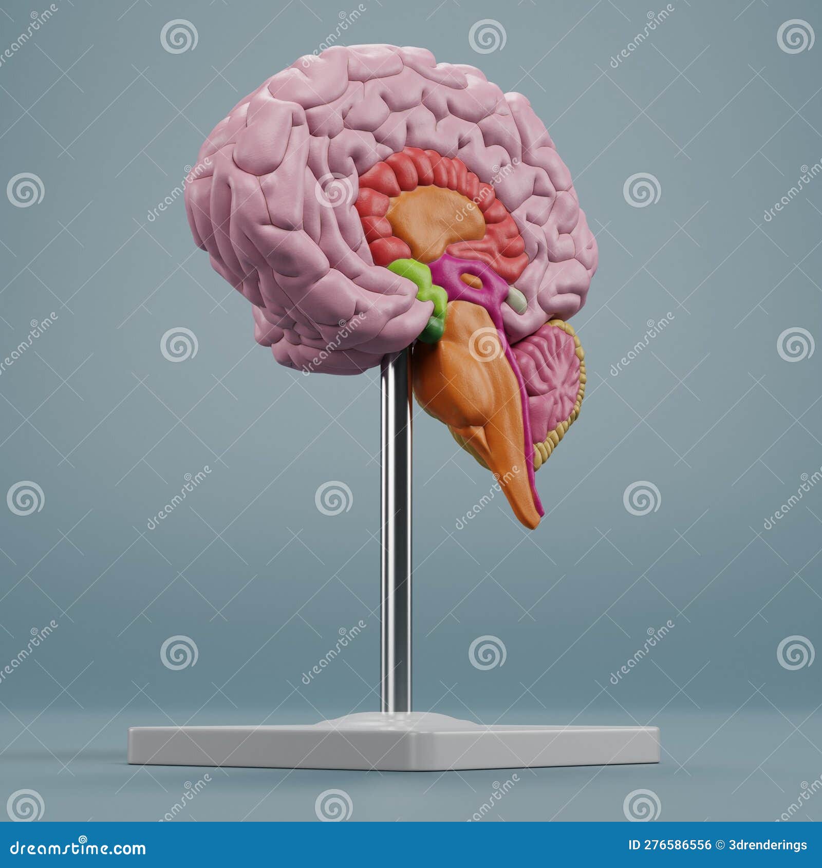 3D Render of Plastic Brain Model Stock Illustration - Illustration of ...
