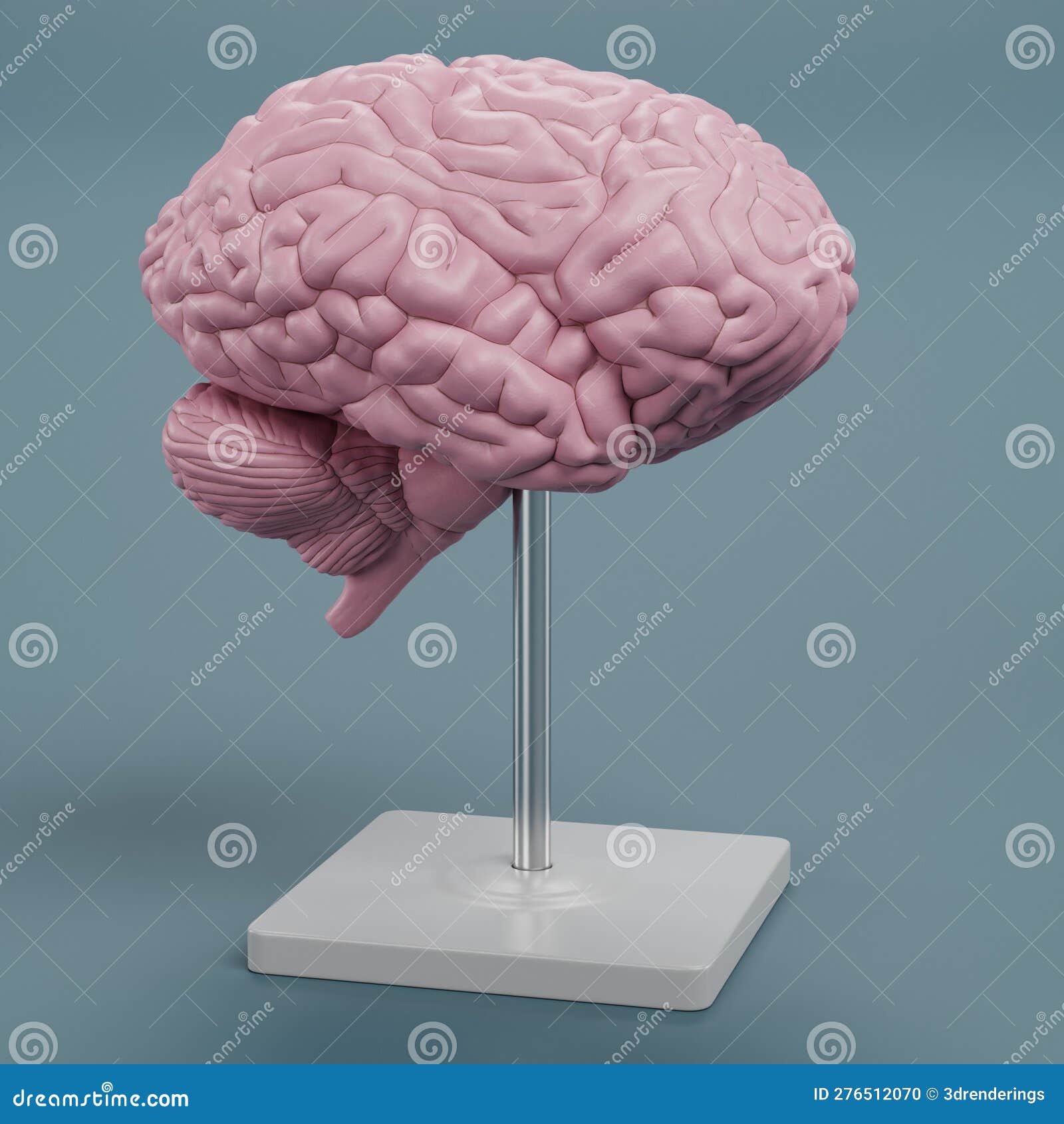 3D Render of Plastic Brain Model Stock Illustration - Illustration of ...