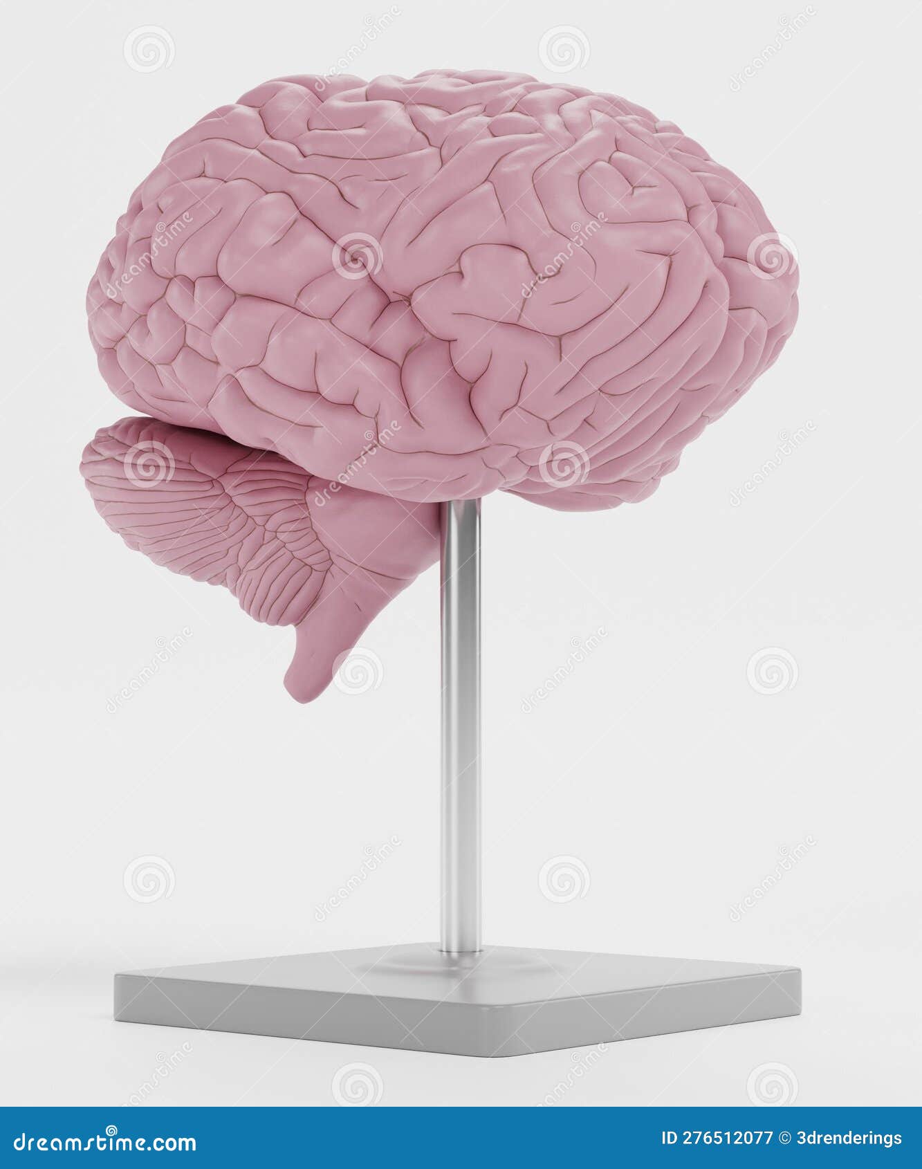 3D Render of Plastic Brain Model Stock Illustration - Illustration of ...