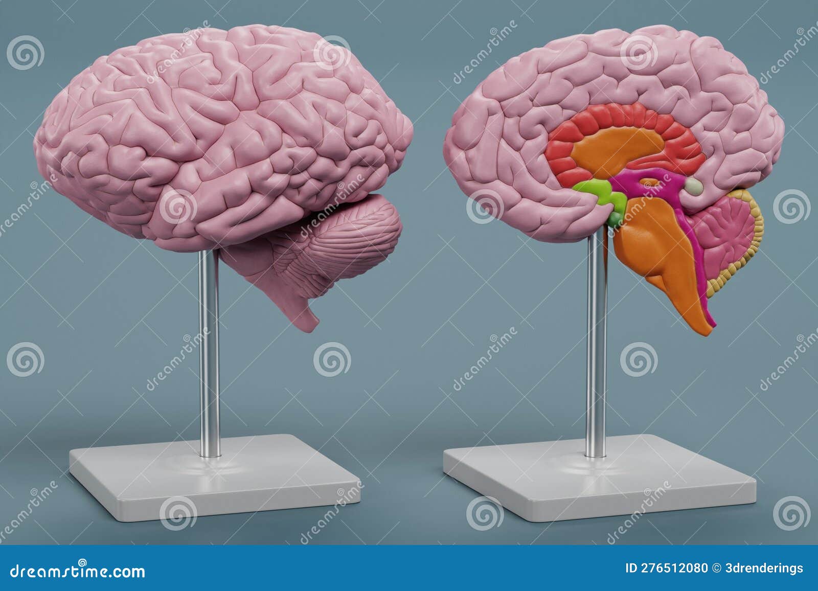 3D Render of Plastic Brain Model Stock Illustration - Illustration of ...
