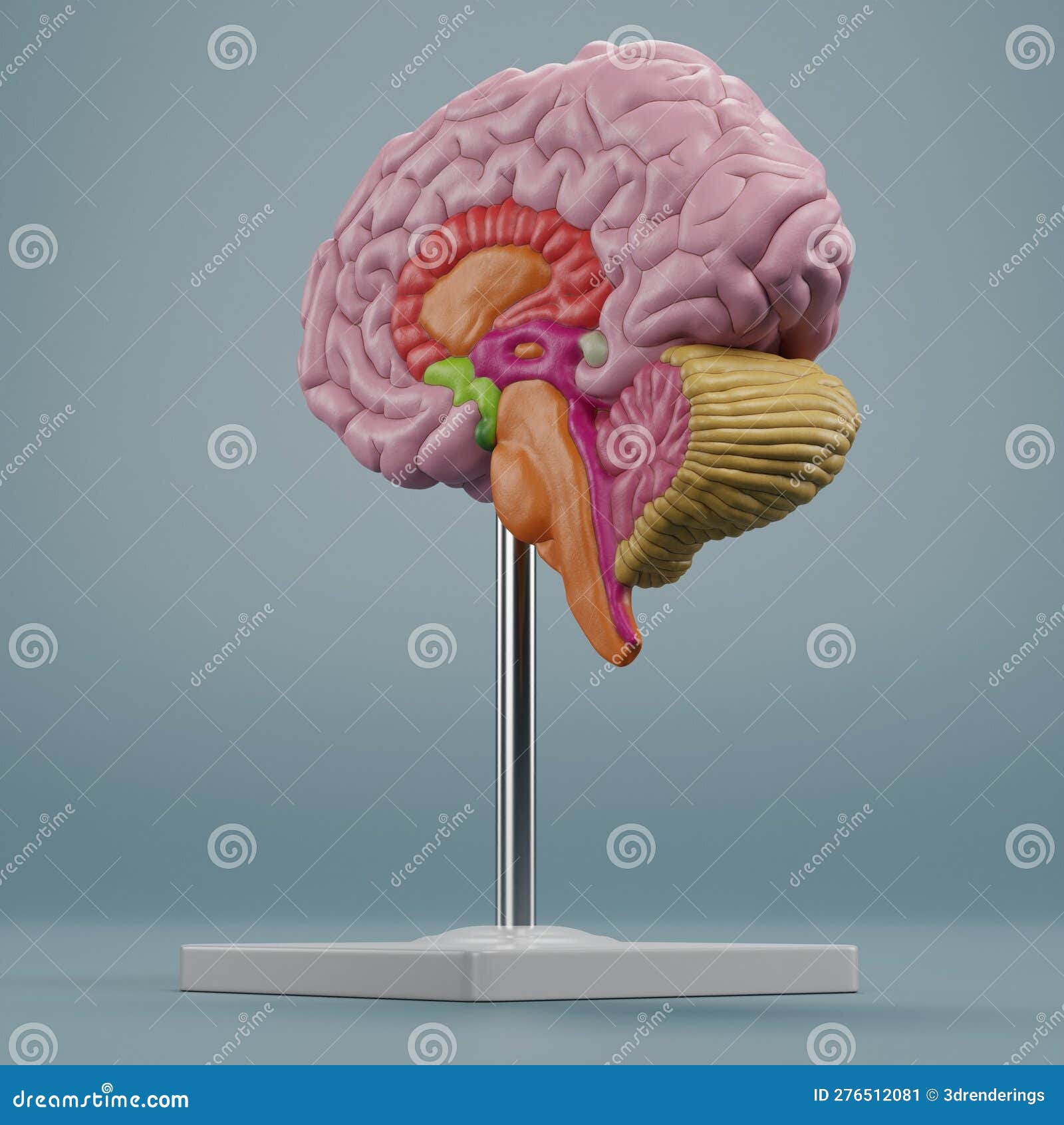 3D Render of Plastic Brain Model Stock Illustration - Illustration of ...